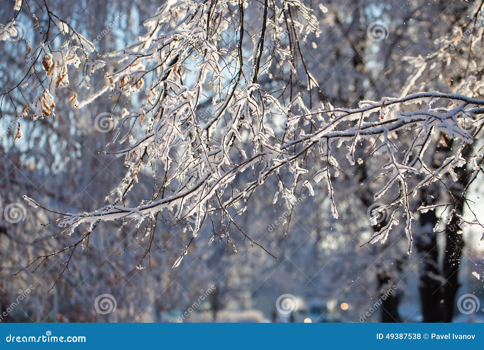 Winter, Snow on the Branches of a Tree, Patterns Stock Photo - Image of ...
