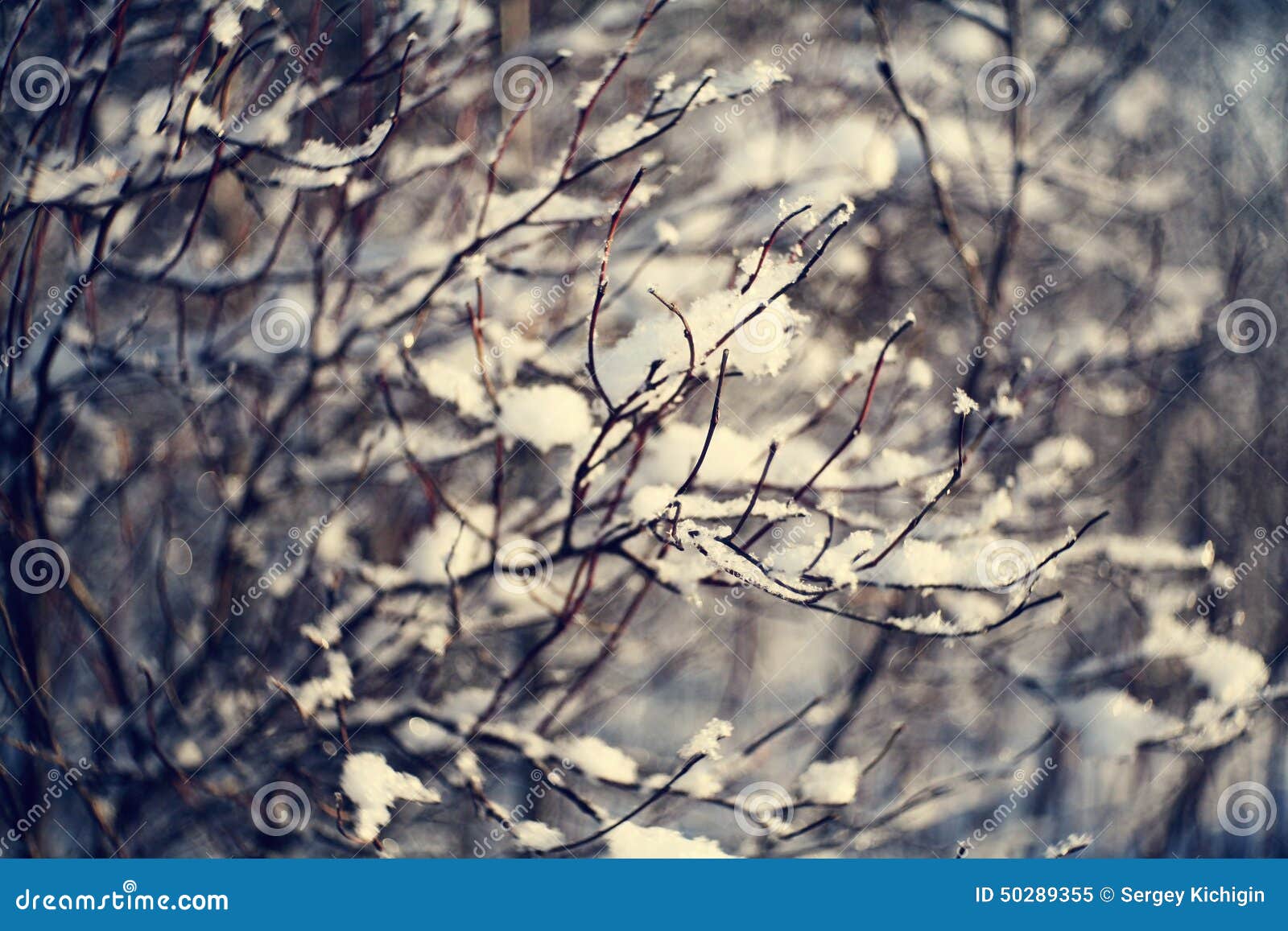 Winter, Snow on the Branches of a Tree, Patterns Stock Image - Image of ...