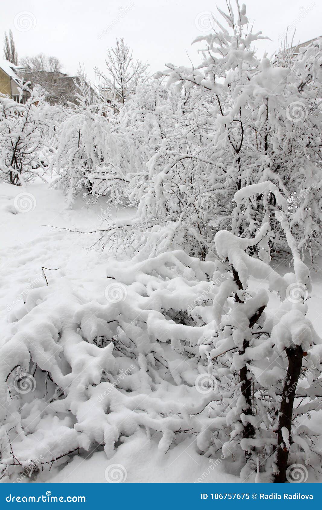 Winter. Snow in the City. Heavy Snowfall during Winter in the City ...