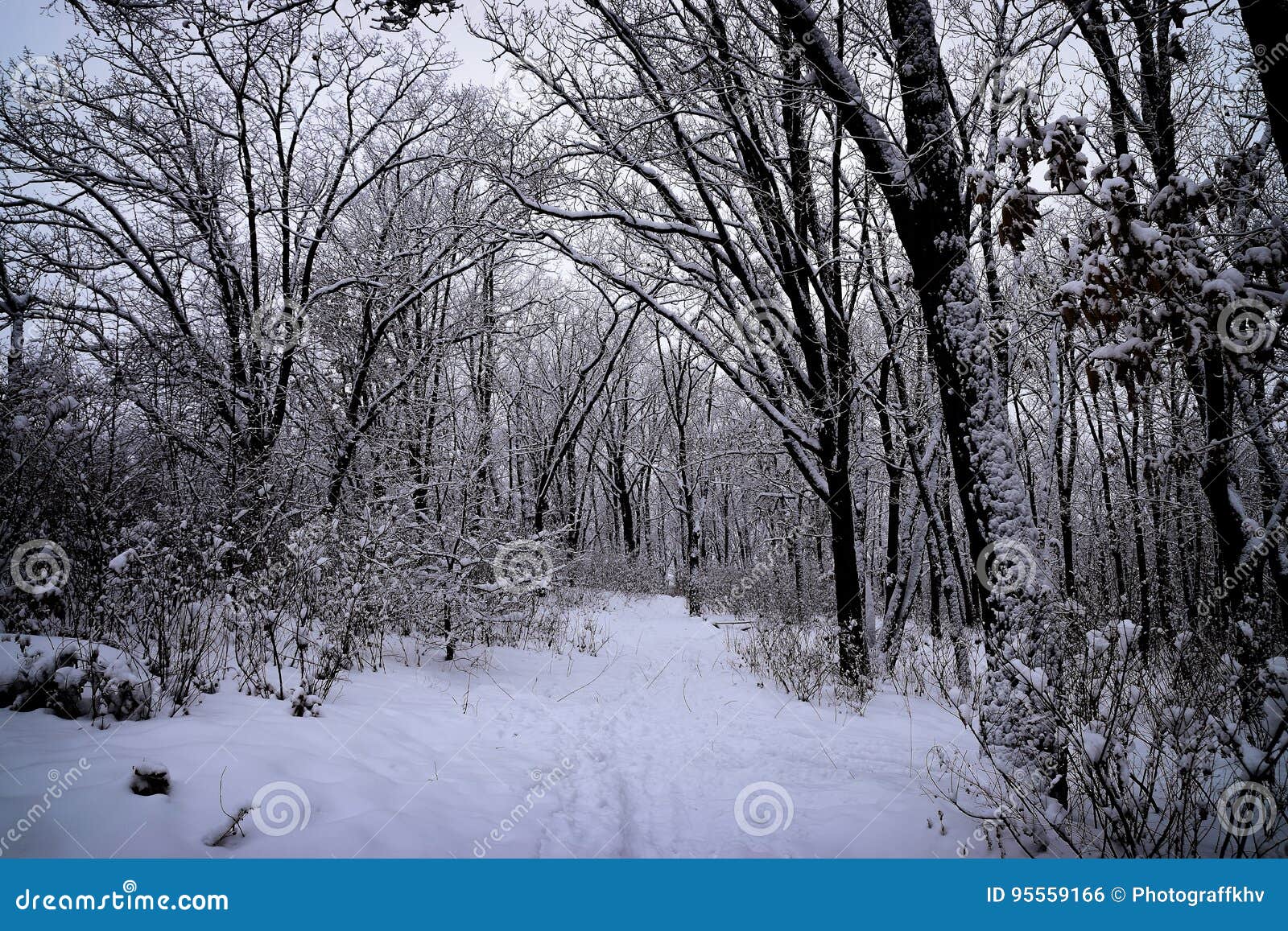 Winter stock photo. Image of white, cold, woods, winter - 95559166