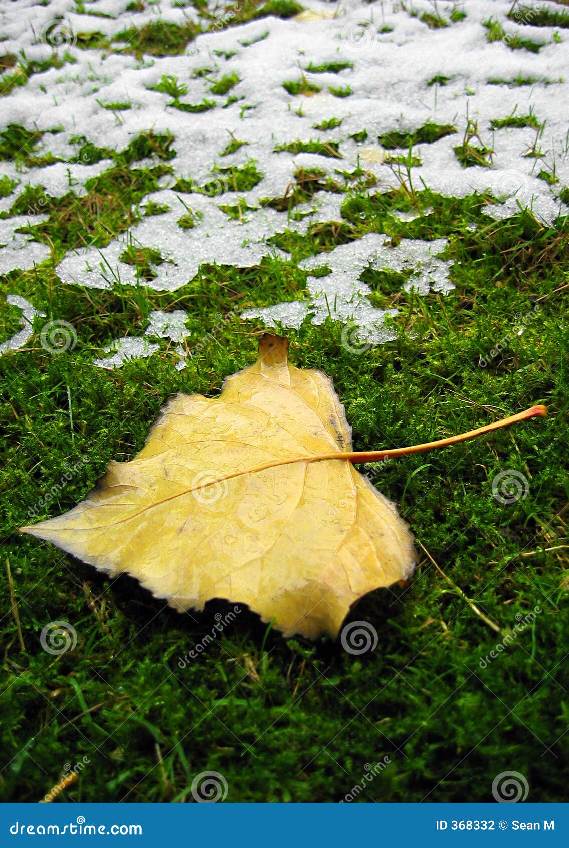 Winter Snow Coming Towards a Fall Leaf Stock Photo - Image of grass ...