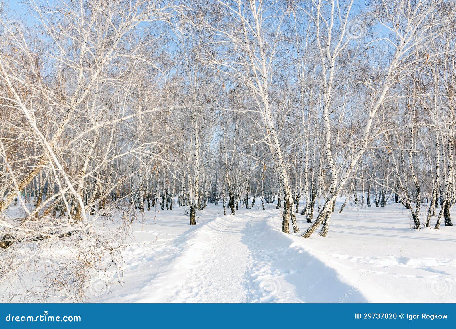 Winter Snow Covered Birch Forest Stock Photo - Image of landmark, birch ...