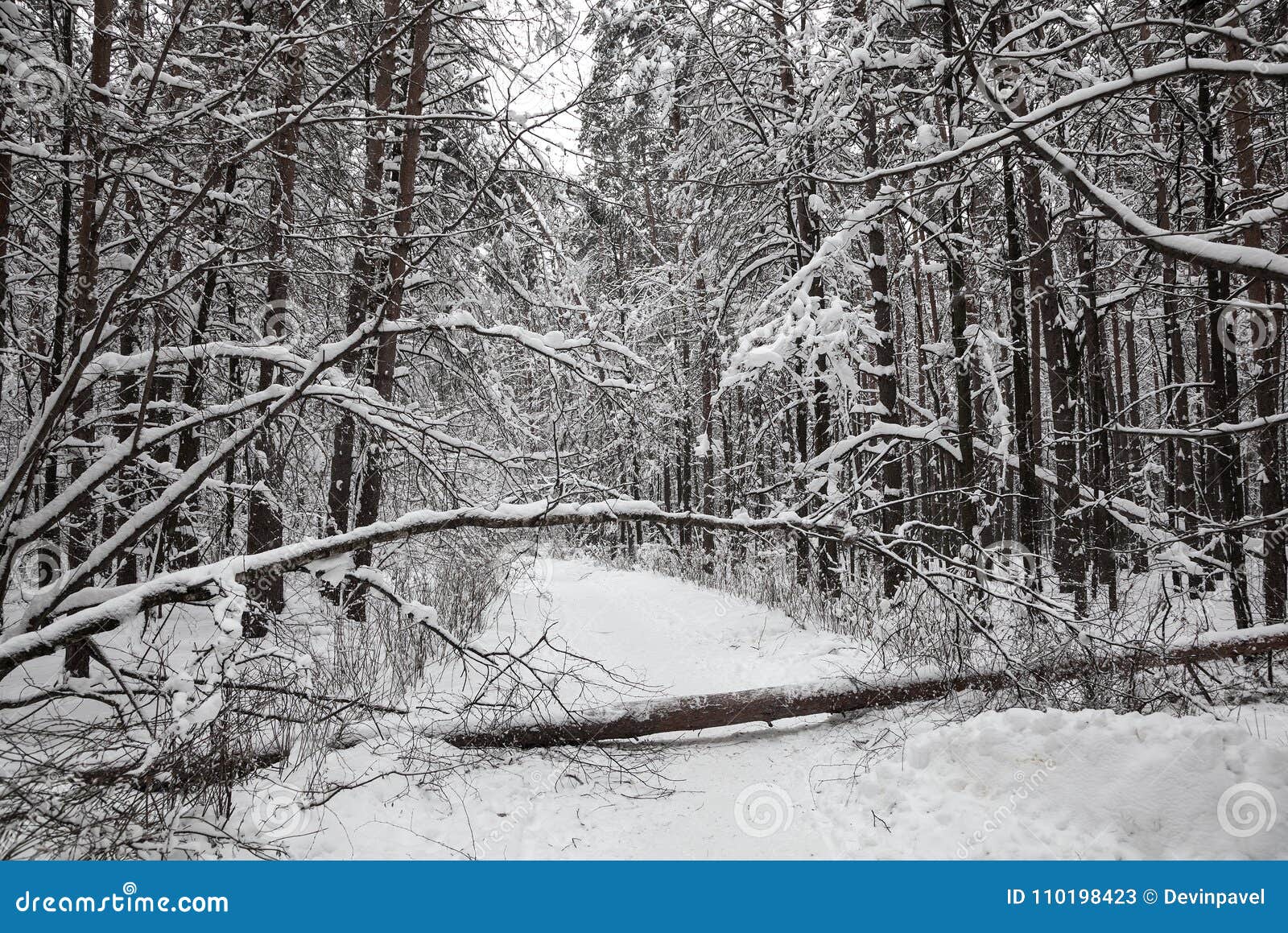 Winter Snow-covered Forest. the Fallen Tree Blocked the Road Stock ...