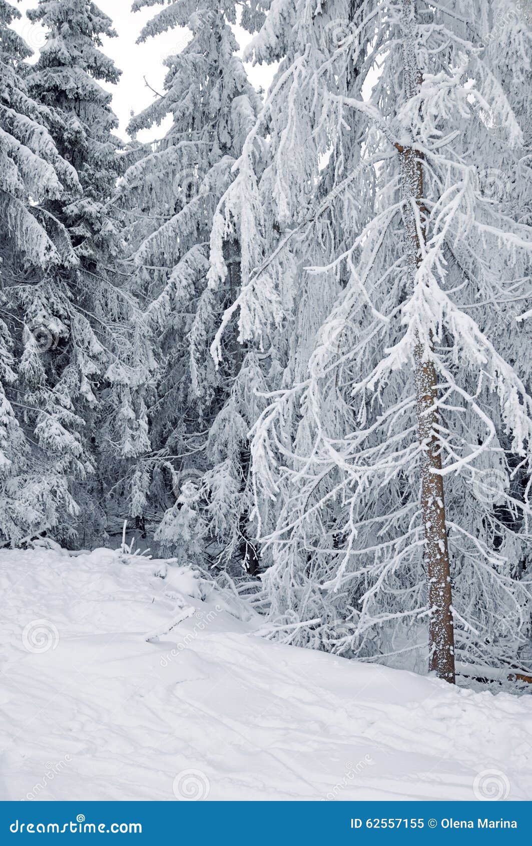Winter snow-covered forest stock image. Image of february - 62557155