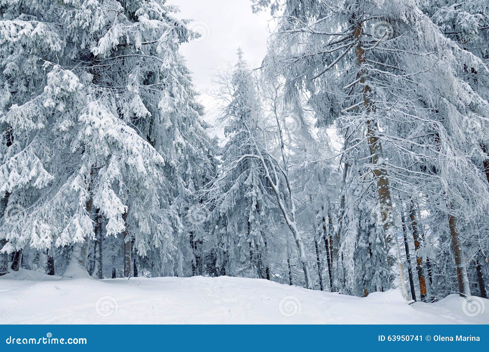 Winter snow-covered forest stock image. Image of cold - 63950741