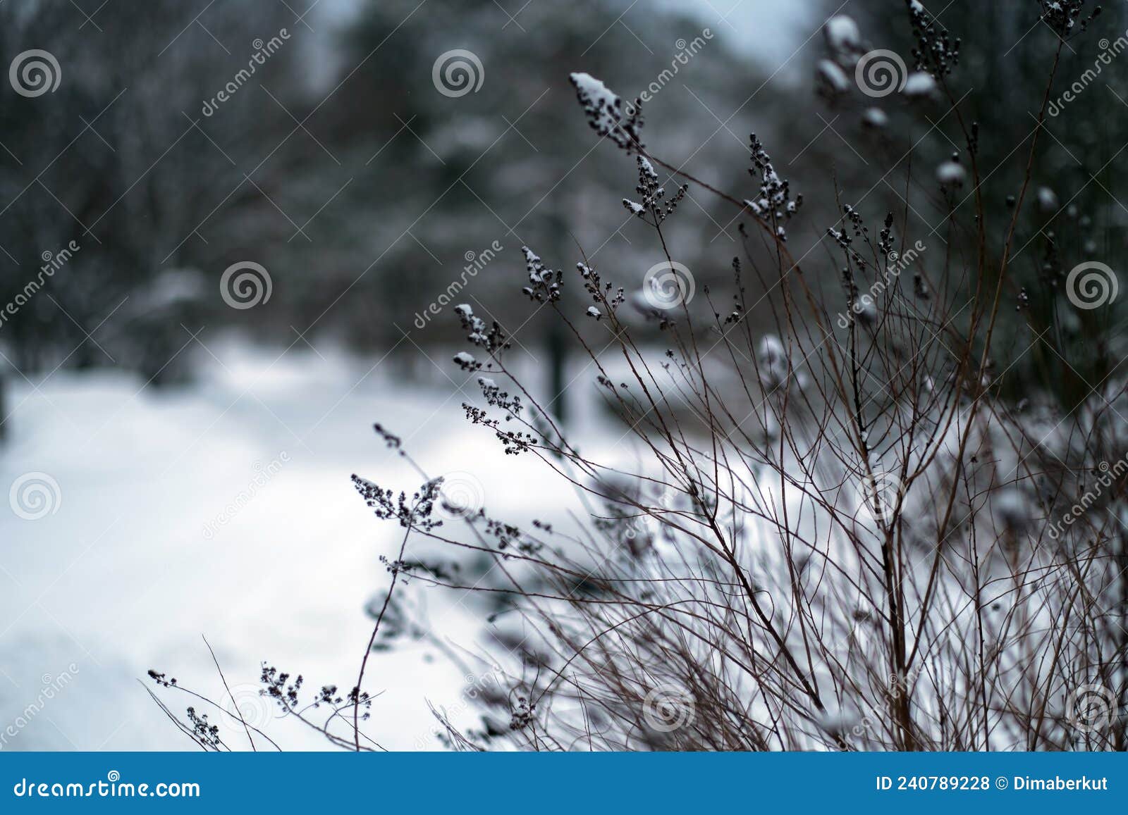 Winter Snow-covered Forest. Nature. Stock Photo - Image of rakitna ...