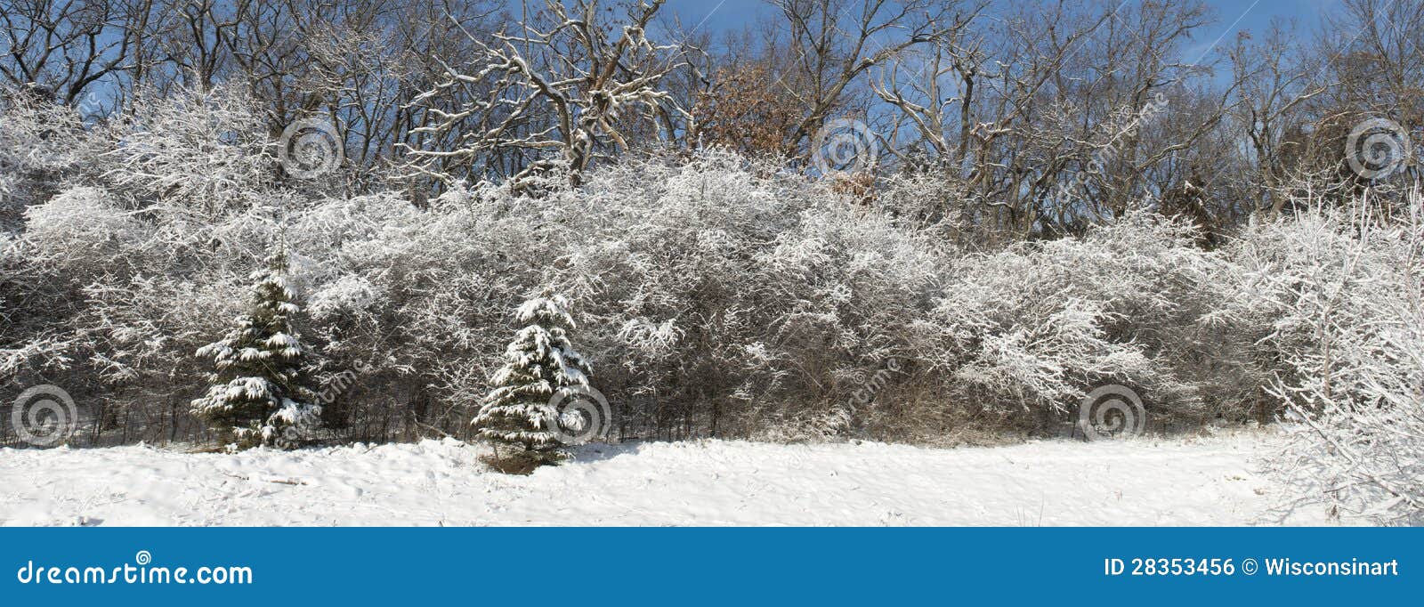 Winter Snow Covered Forest Panoramic, Panorama, or Banner Stock Photo ...