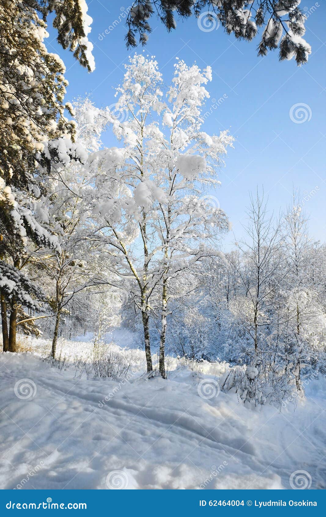 Winter Snow-covered Forest on a Sunny Day Stock Photo - Image of ...