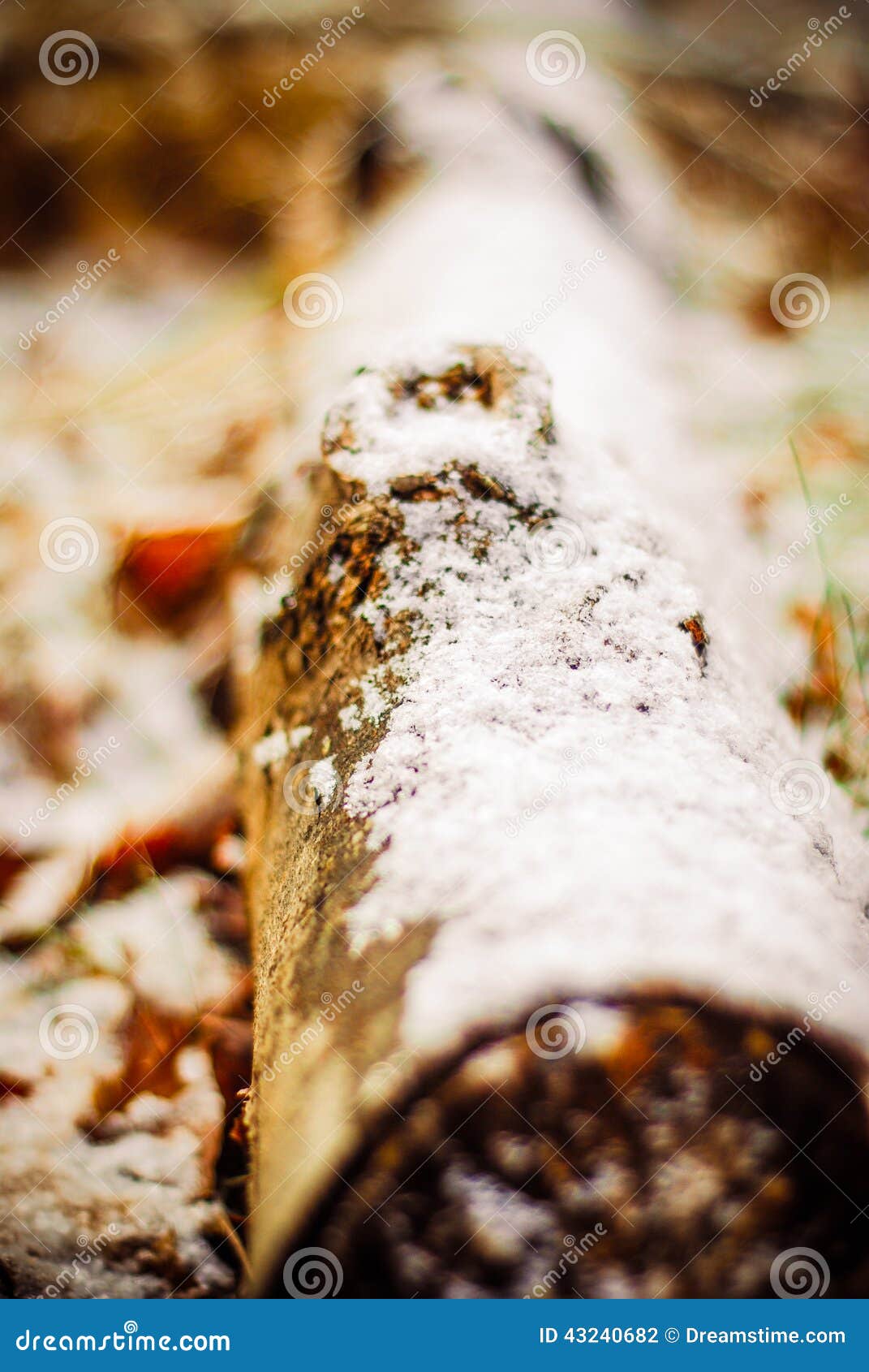 Winter Snow Covered Log in My Back Yard Stock Photo - Image of berlin ...