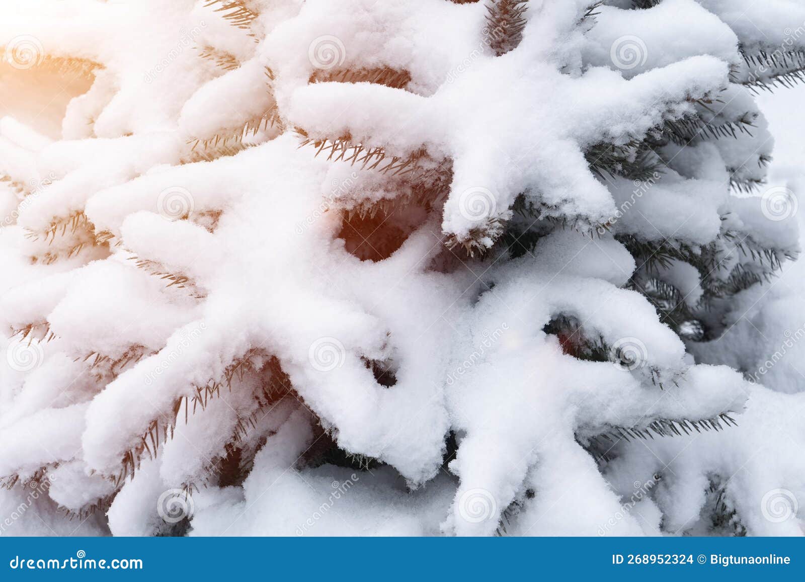 Winter Snow-covered Pine Forest. Winter Forest Texture with Falling ...
