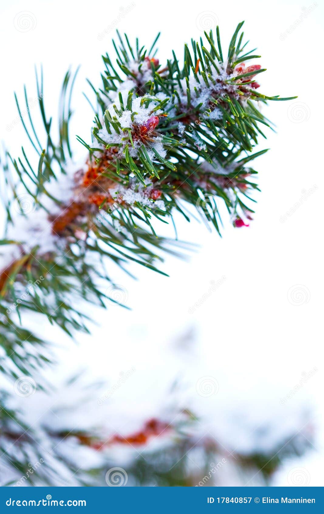 Winter Snow Covered Pine Tree Branch Stock Image - Image of natural ...