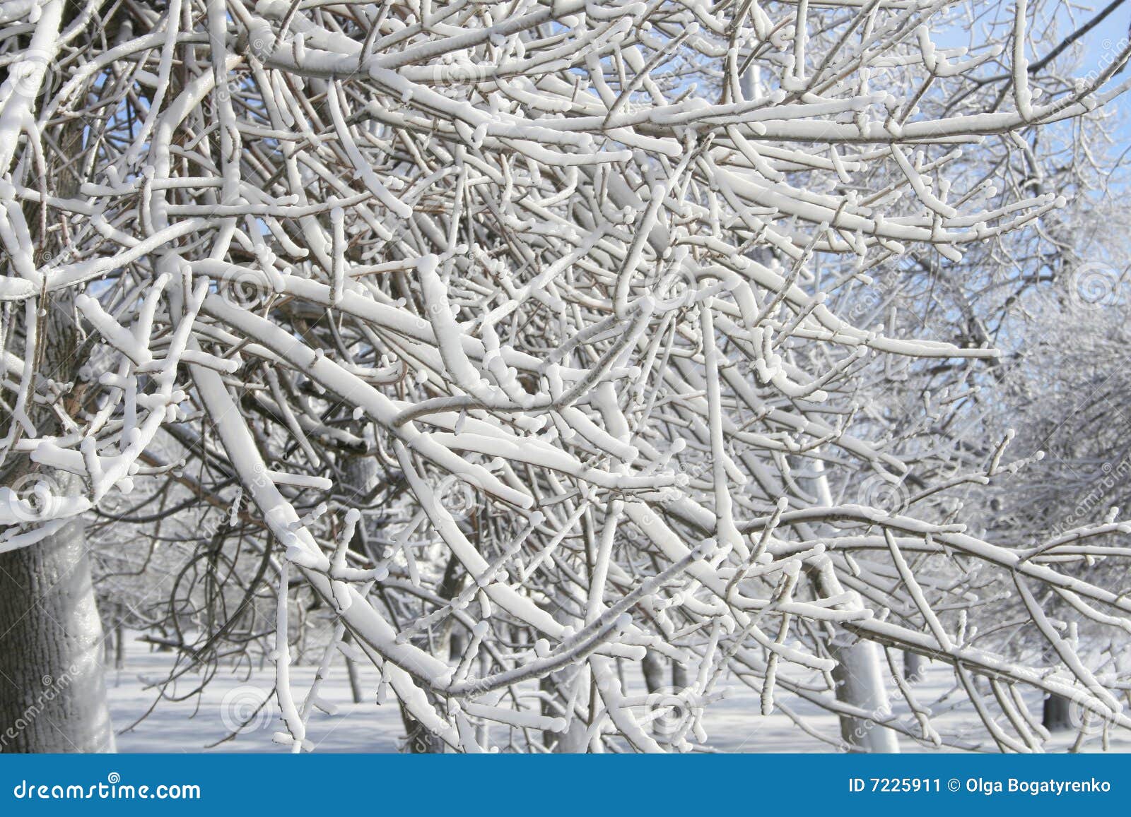 Winter: Snow Covered Tree Branches, Outdoors Stock Image - Image of ...
