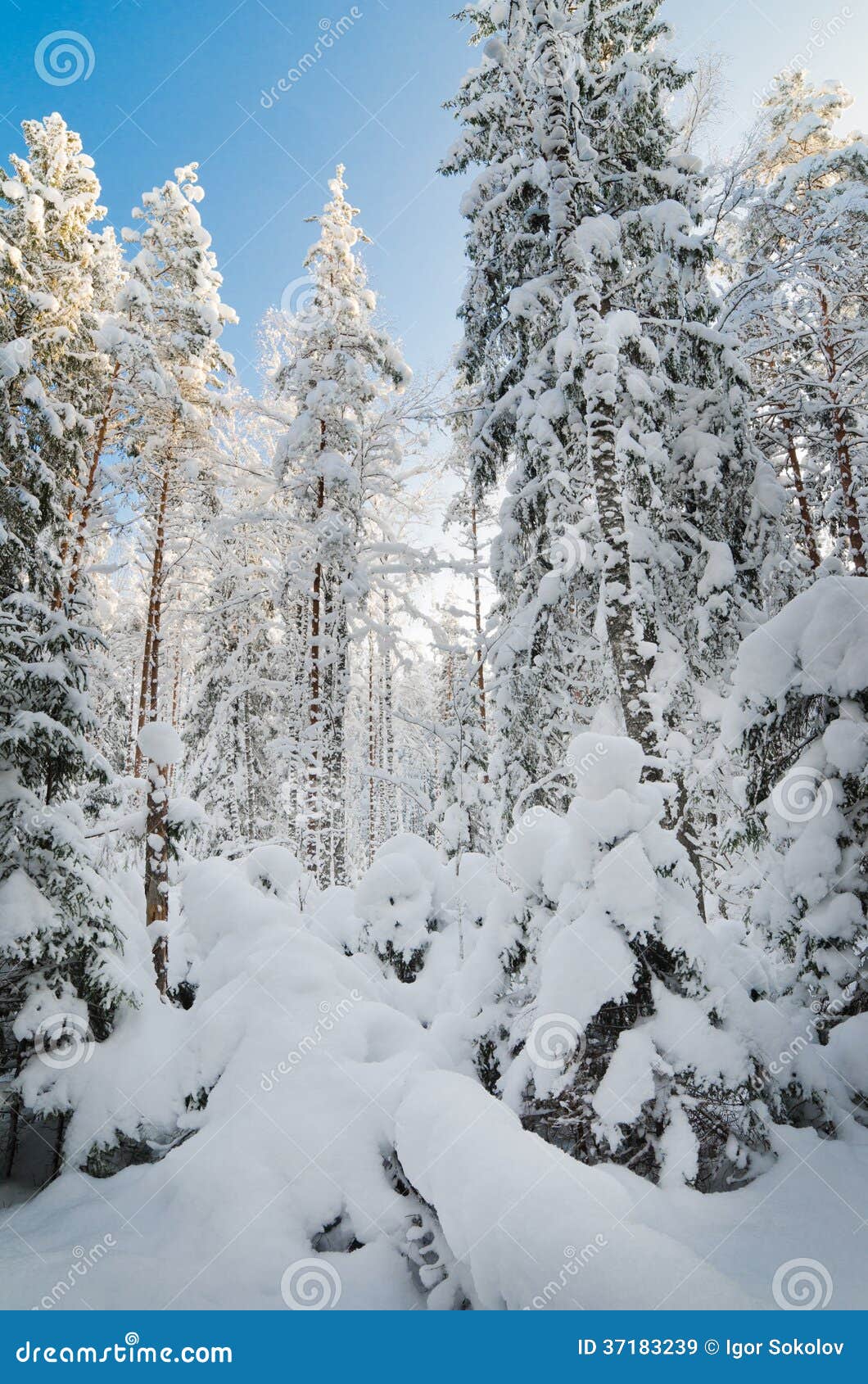 Winter Snow Covered Trees Against the Blue Sky Stock Image - Image of ...