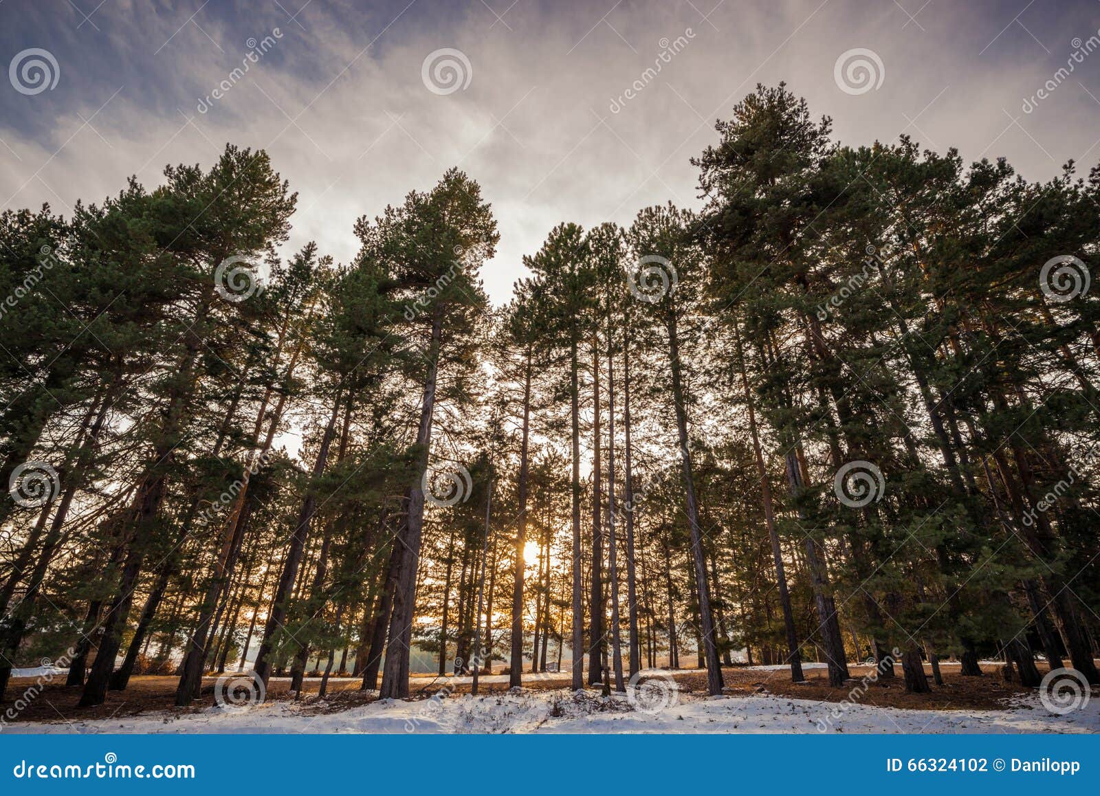Winter Snow Covering Evergreen Pine Tree Woods Forest Landscape Stock ... Winter Snow Covering Evergreen Pine Tree Woods Forest Landscape Stock ...