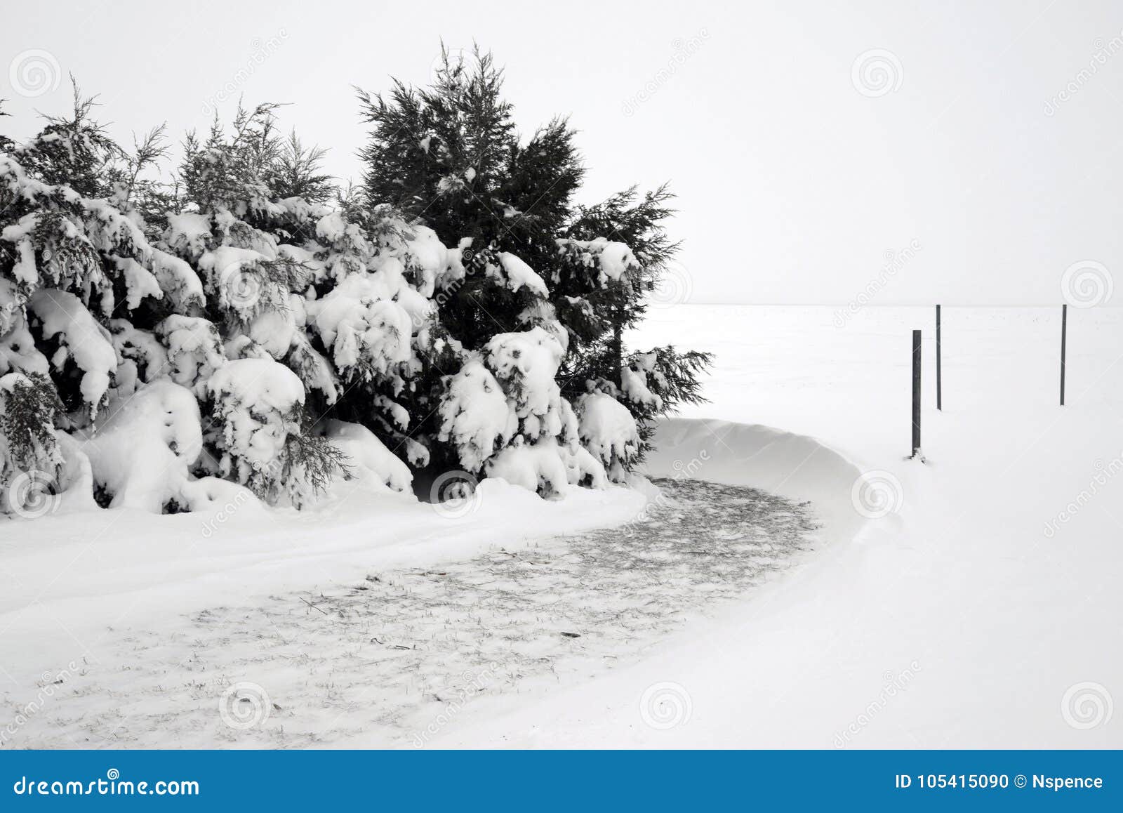 Winter Snow Drift from Trees Stock Photo - Image of clean, covered ...