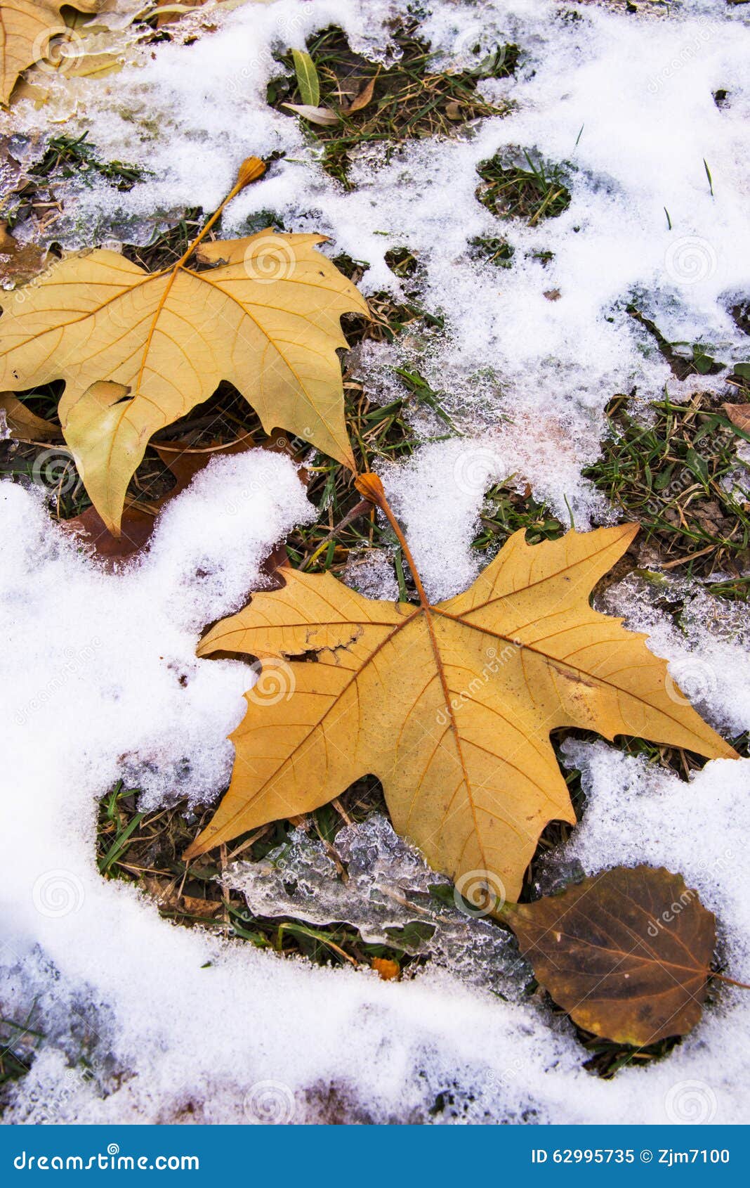 Winter, Snow, Falling Leaves Stock Image - Image of leaves, yellow ...
