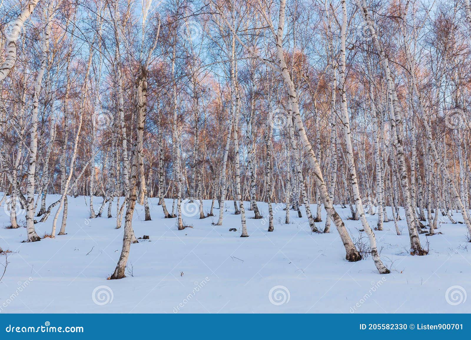 Winter Snow Field and Birch Forest in Inner Mongolia, Northern China ...