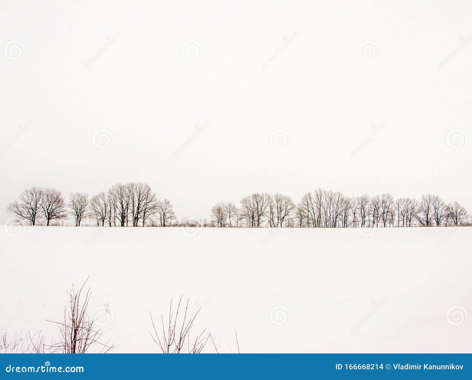 Winter Snow Field and Trees Stock Photo - Image of cold, horizon: 166668214