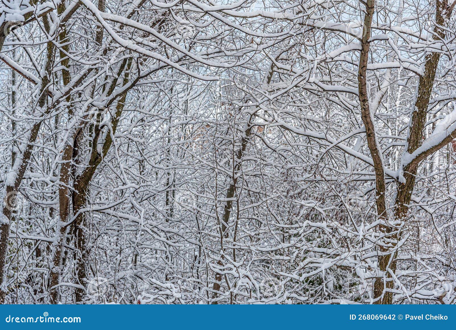 Winter snow forest stock photo. Image of tree, canada - 268069642