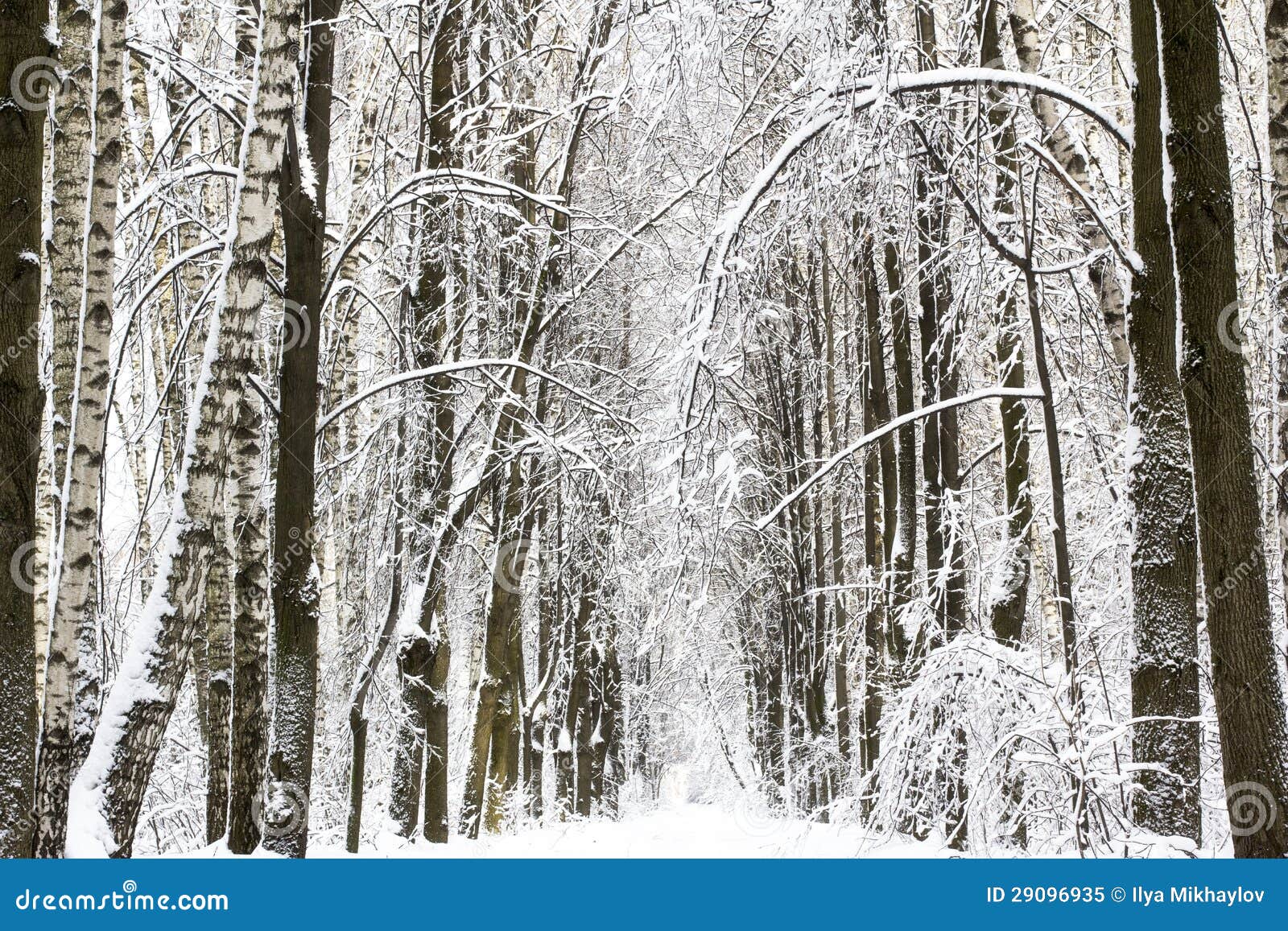 Winter Snow Forest Landscape Stock Image - Image of forest, natural ...