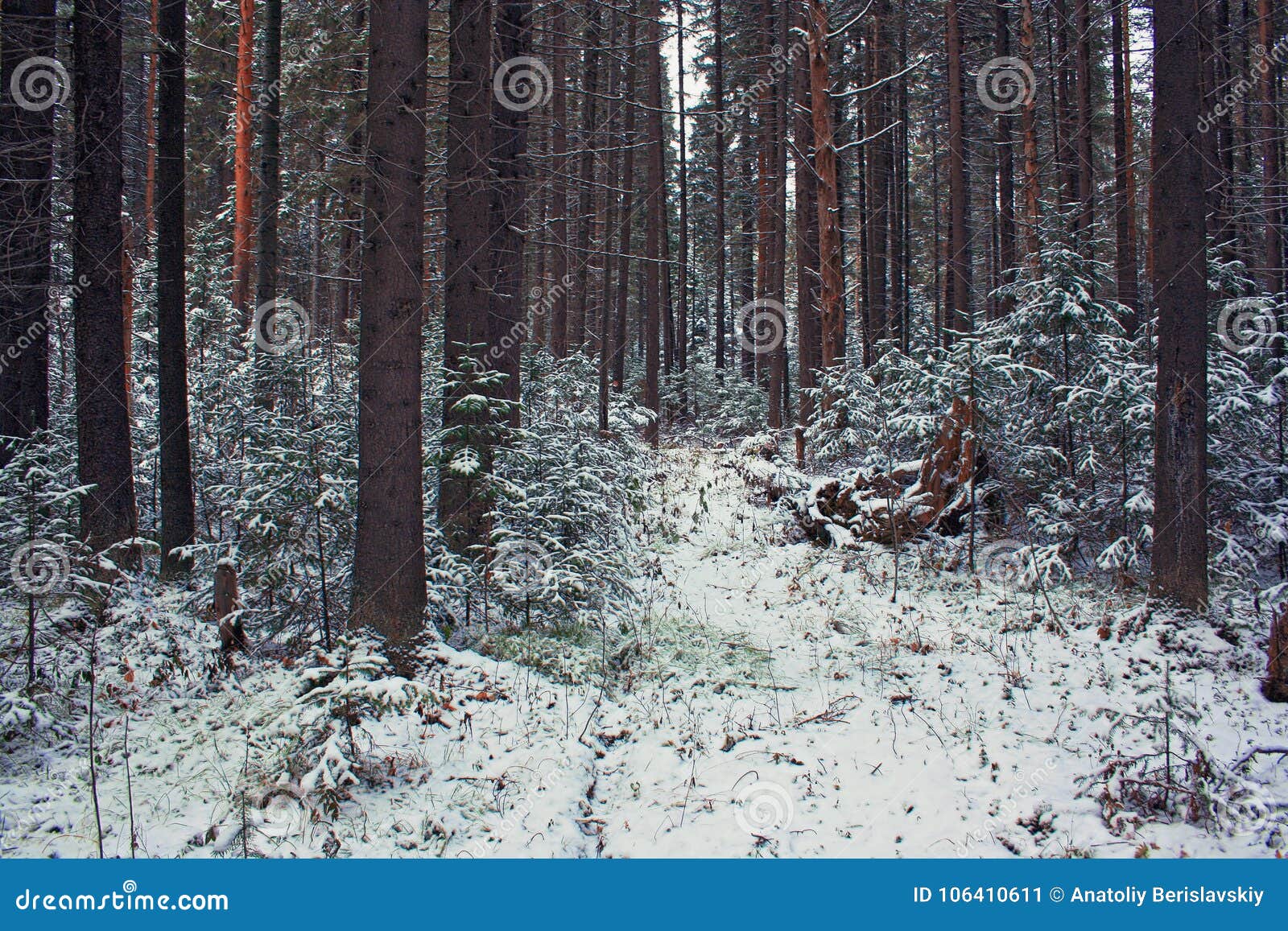 Winter snow forest stock image. Image of rural, nature - 106410611
