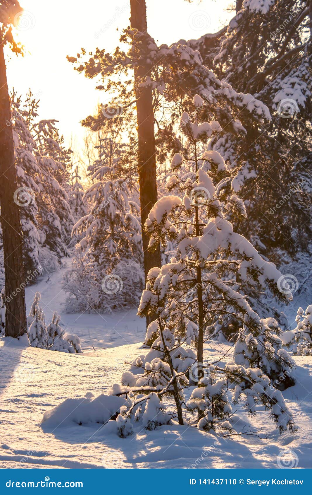 Winter Snow Forest Trees Sunset Background. Red Sunset in Winter Snow ...