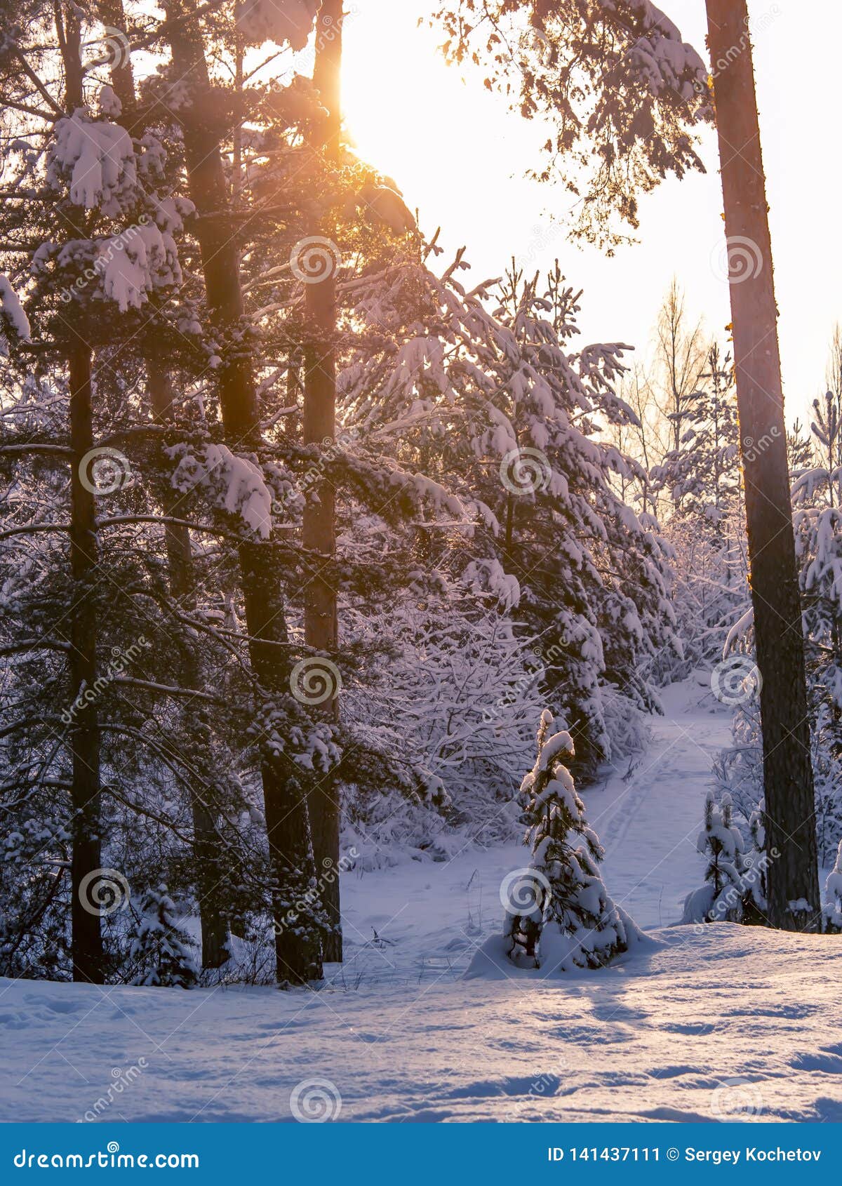 Winter Snow Forest Trees Sunset Background. Red Sunset in Winter Snow ...