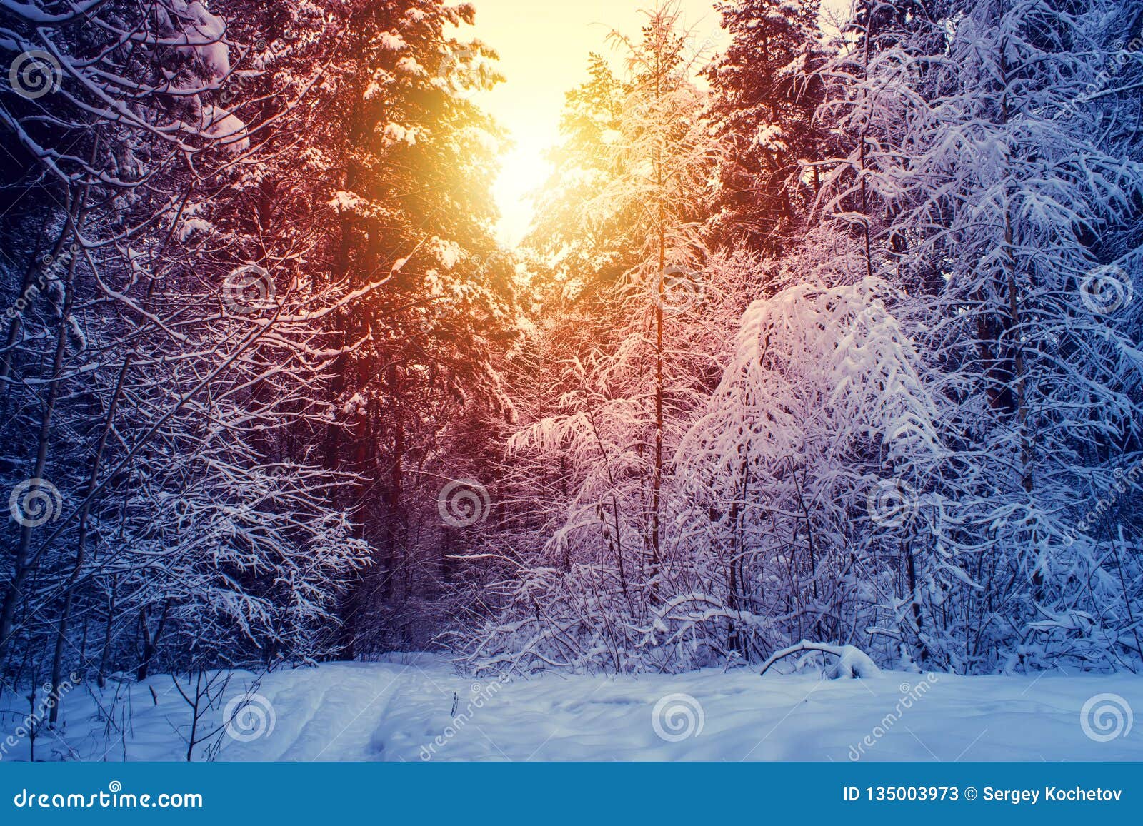 Winter Snow Forest Trees Sunset Background. Red Sunset in Winter Snow ...