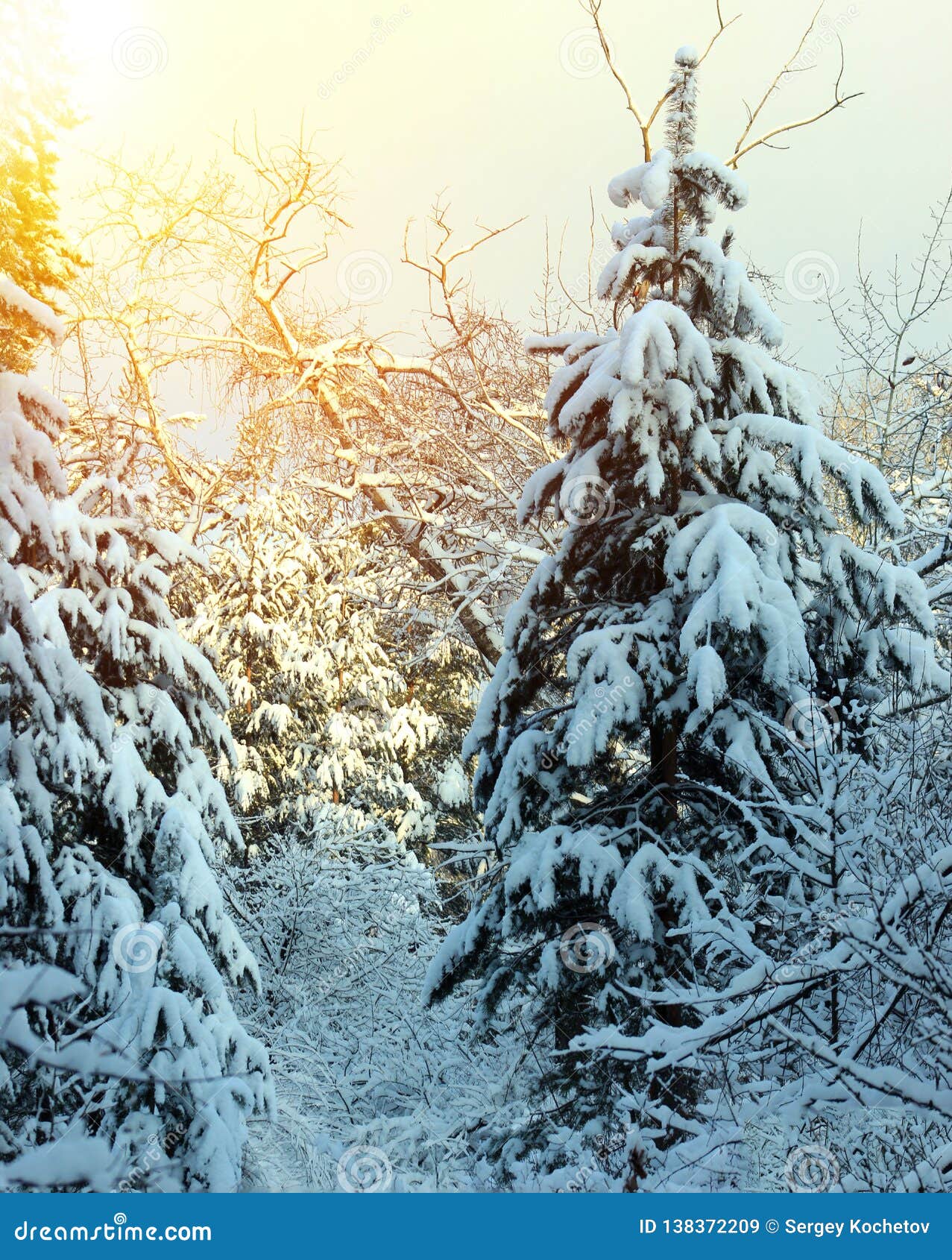 Winter Snow Forest Trees Sunset Background. Red Sunset in Winter Snow ...