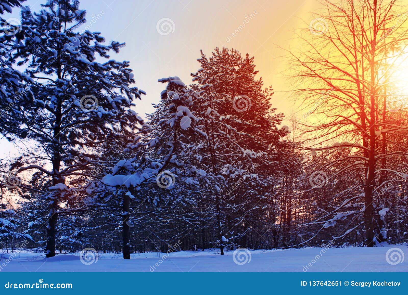 Winter Snow Forest Trees Sunset Background. Red Sunset in Winter Snow ...