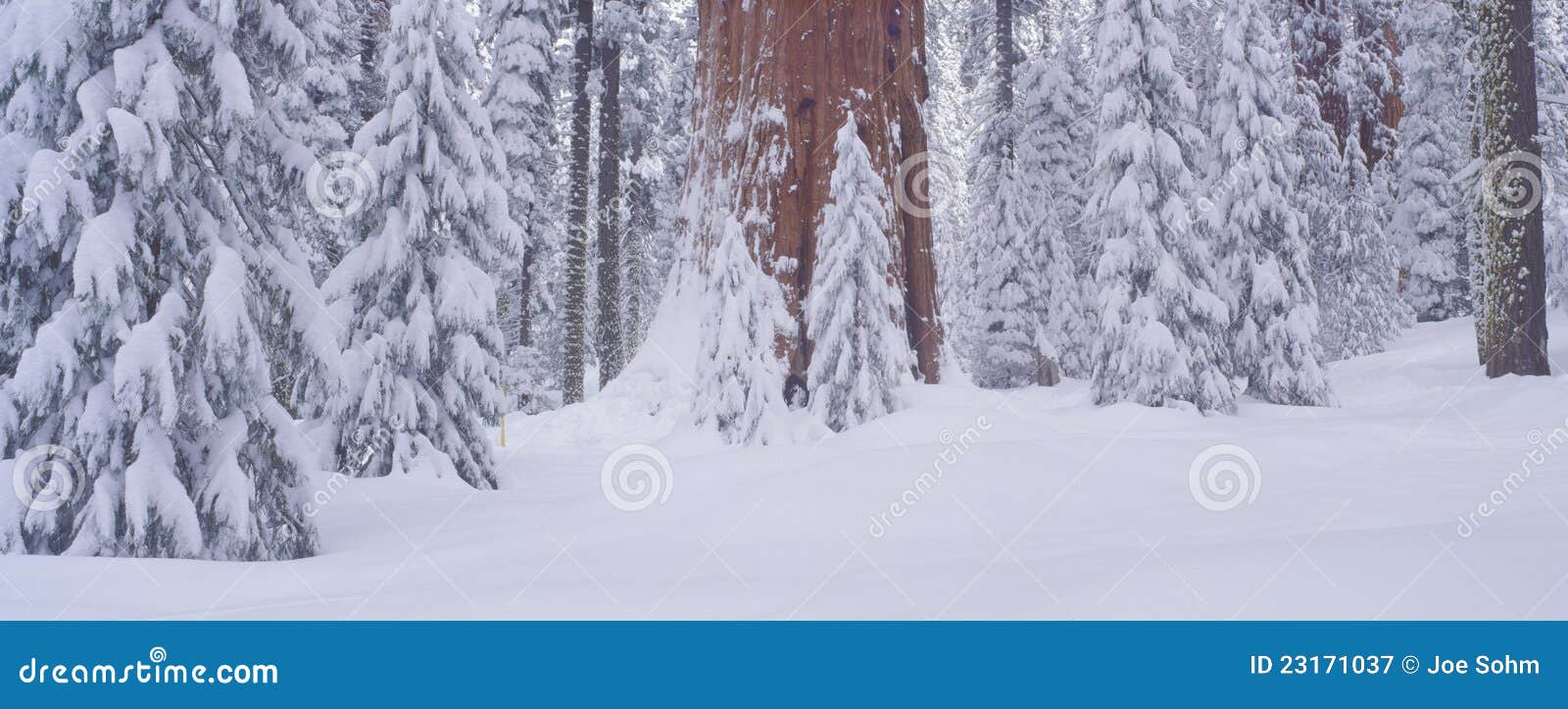 Winter Snow in the Giant Forest, Stock Image - Image of greenery, firs ...