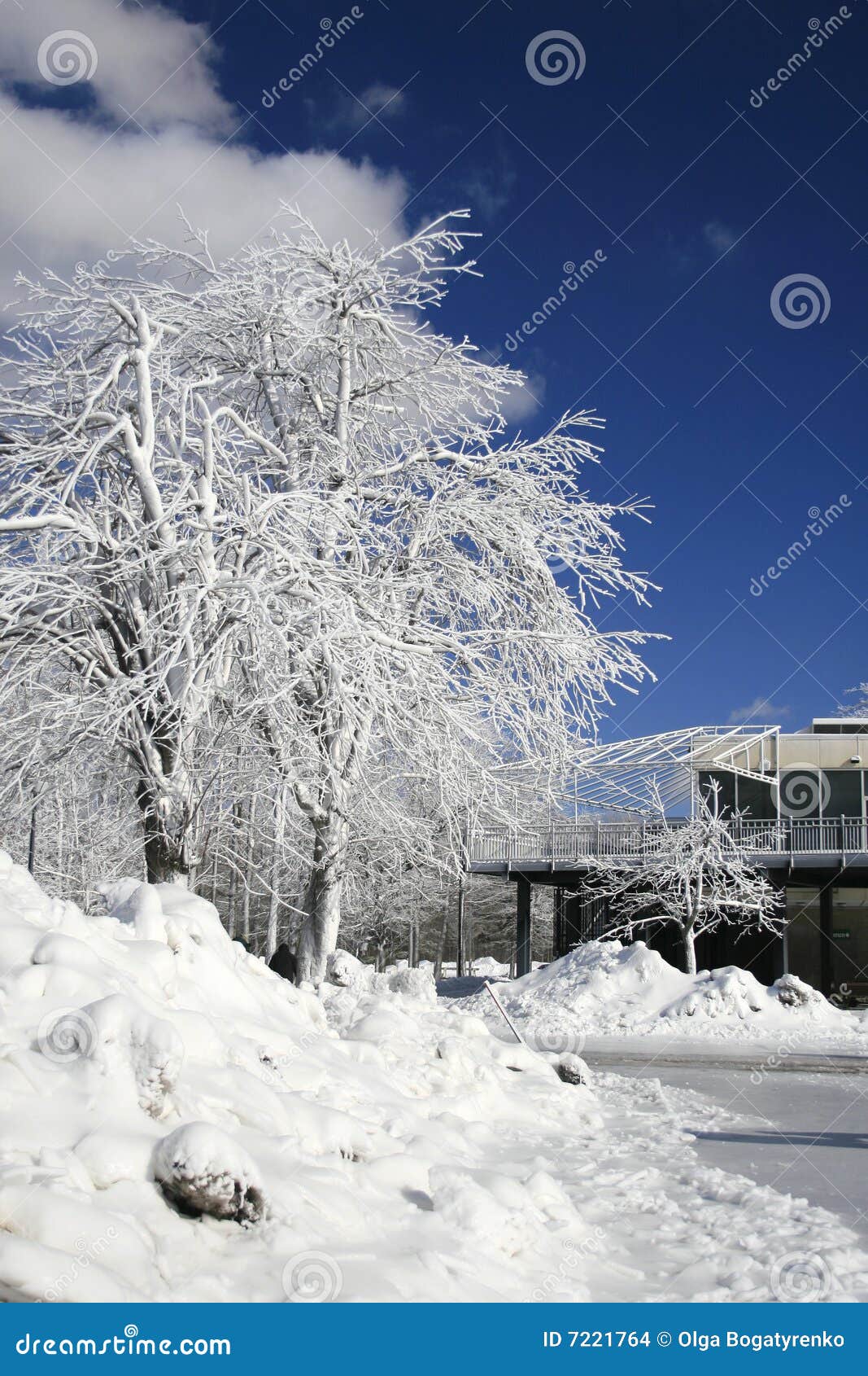 Winter, Snow and Ice Covered Trees, Park Stock Photo - Image of ...