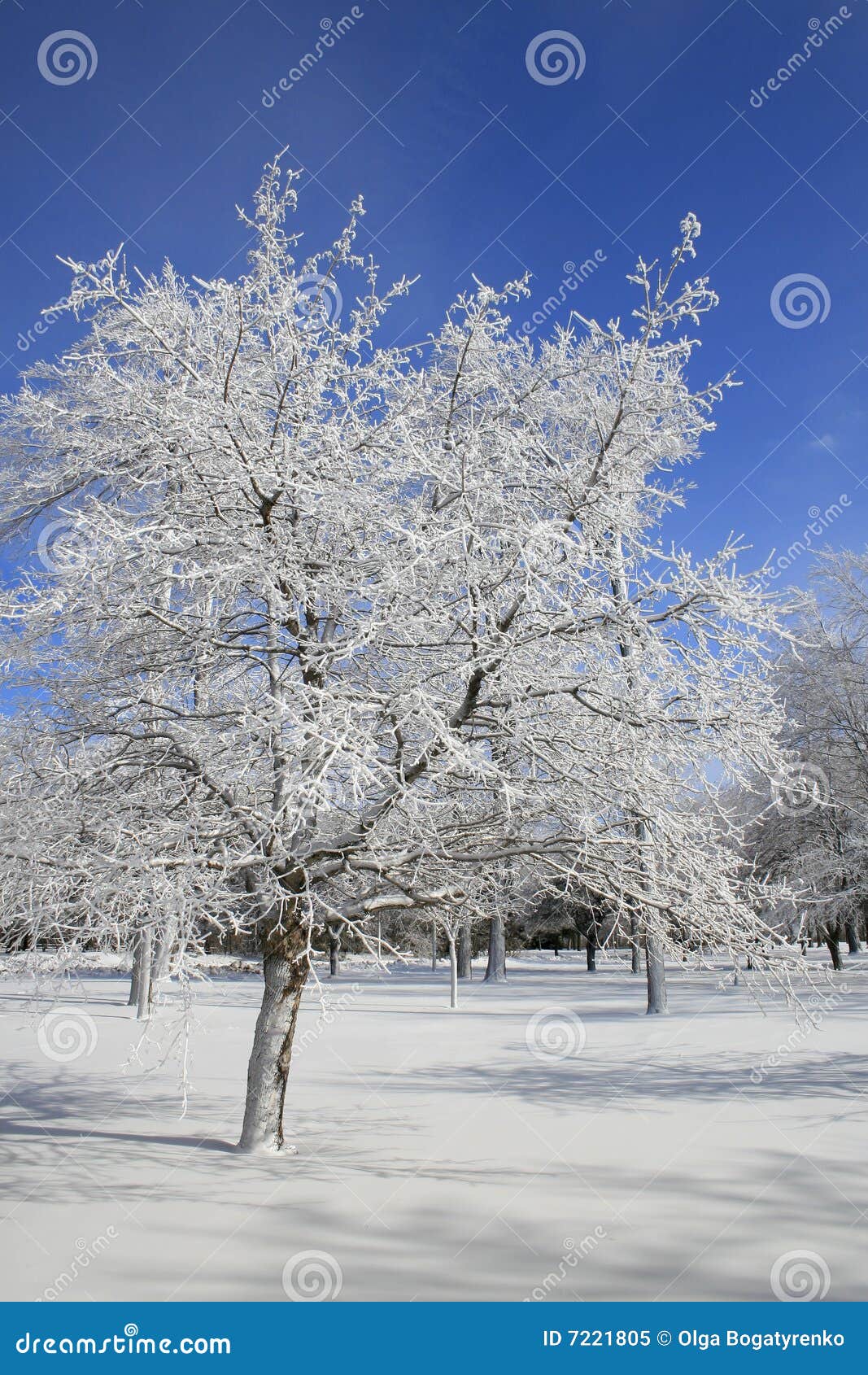Winter, Snow and Ice Covered Trees, Park Stock Image - Image of season ...
