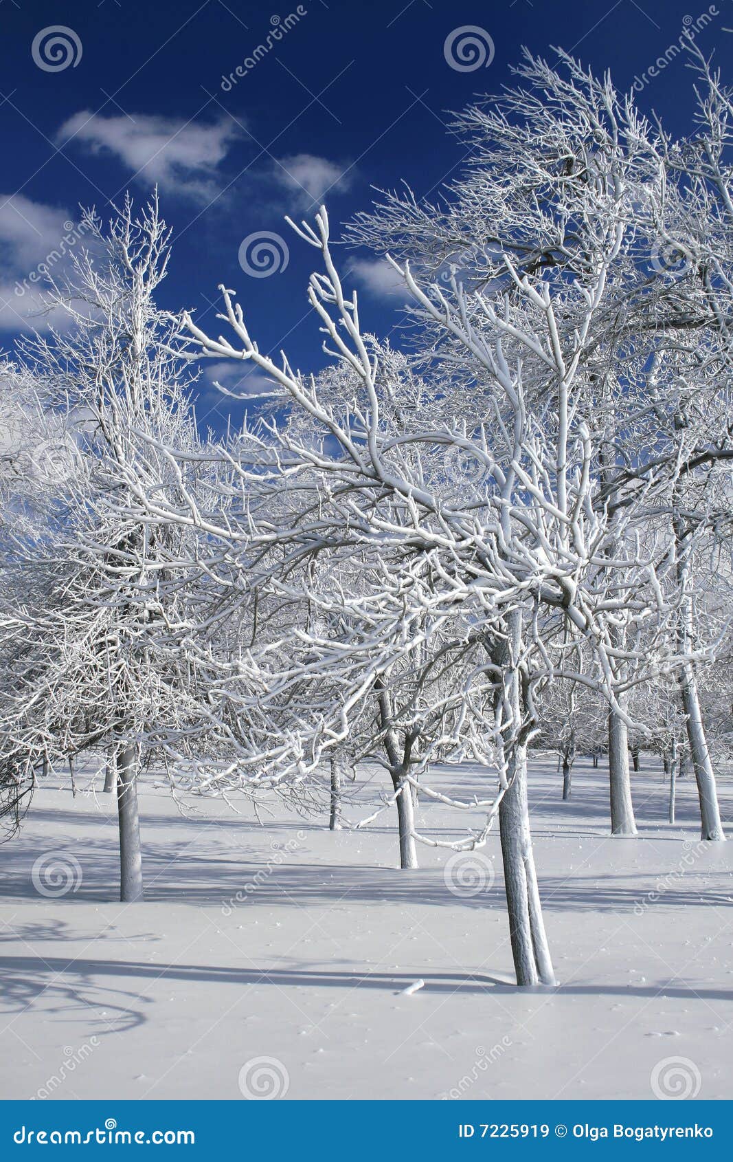 Winter, Snow and Ice Covered Trees, Park Stock Image - Image of ...