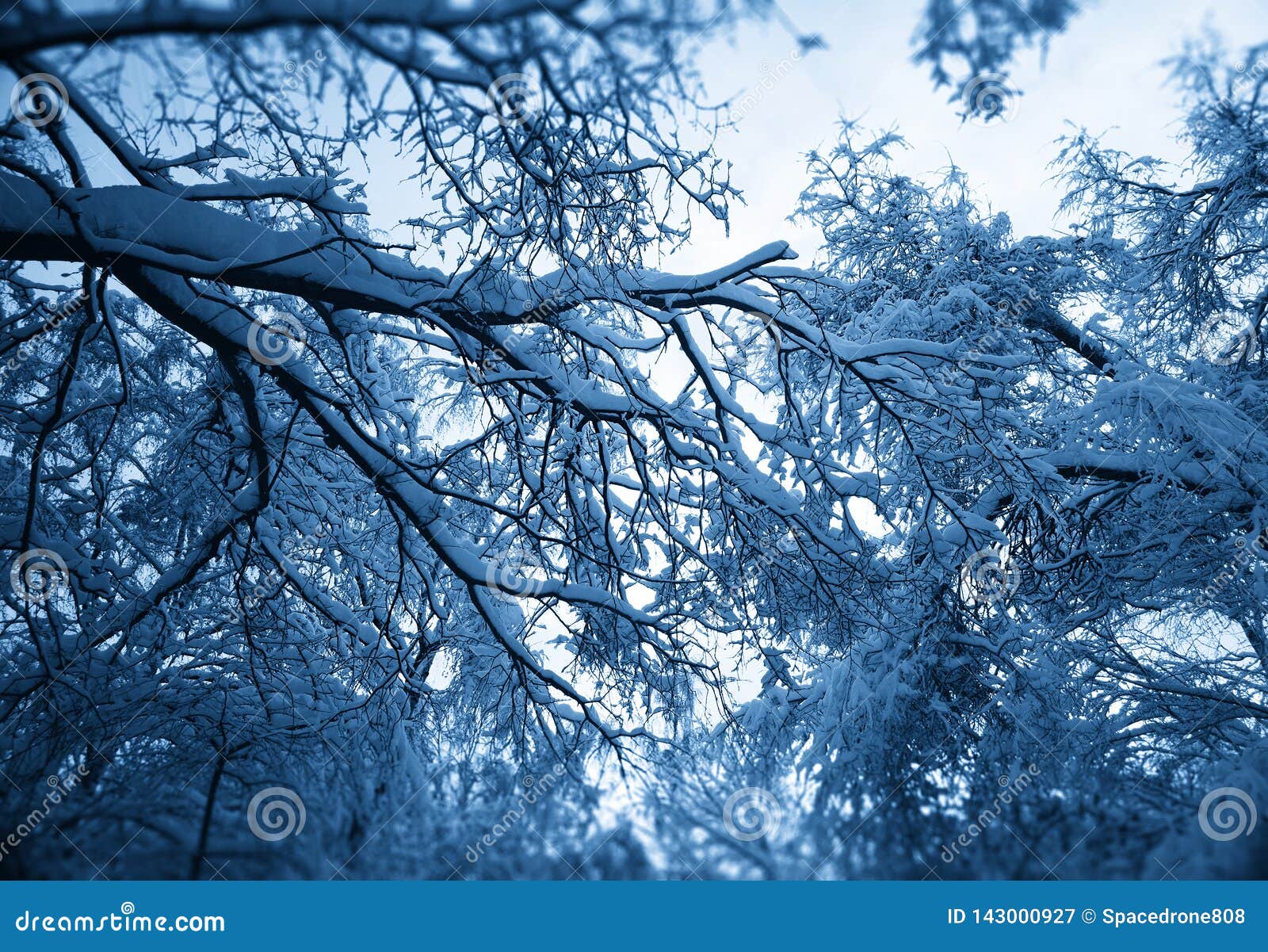 Winter Snow Jungle in Moscow Background Stock Image - Image of curve ...