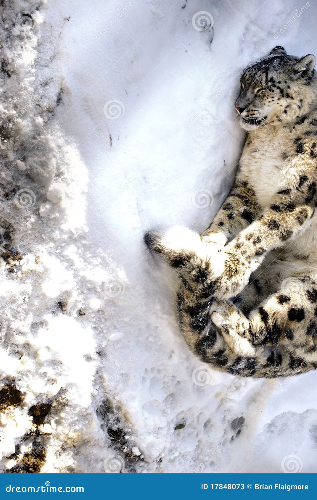 Winter Snow Leopard stock image. Image of large, himalaya - 17848073