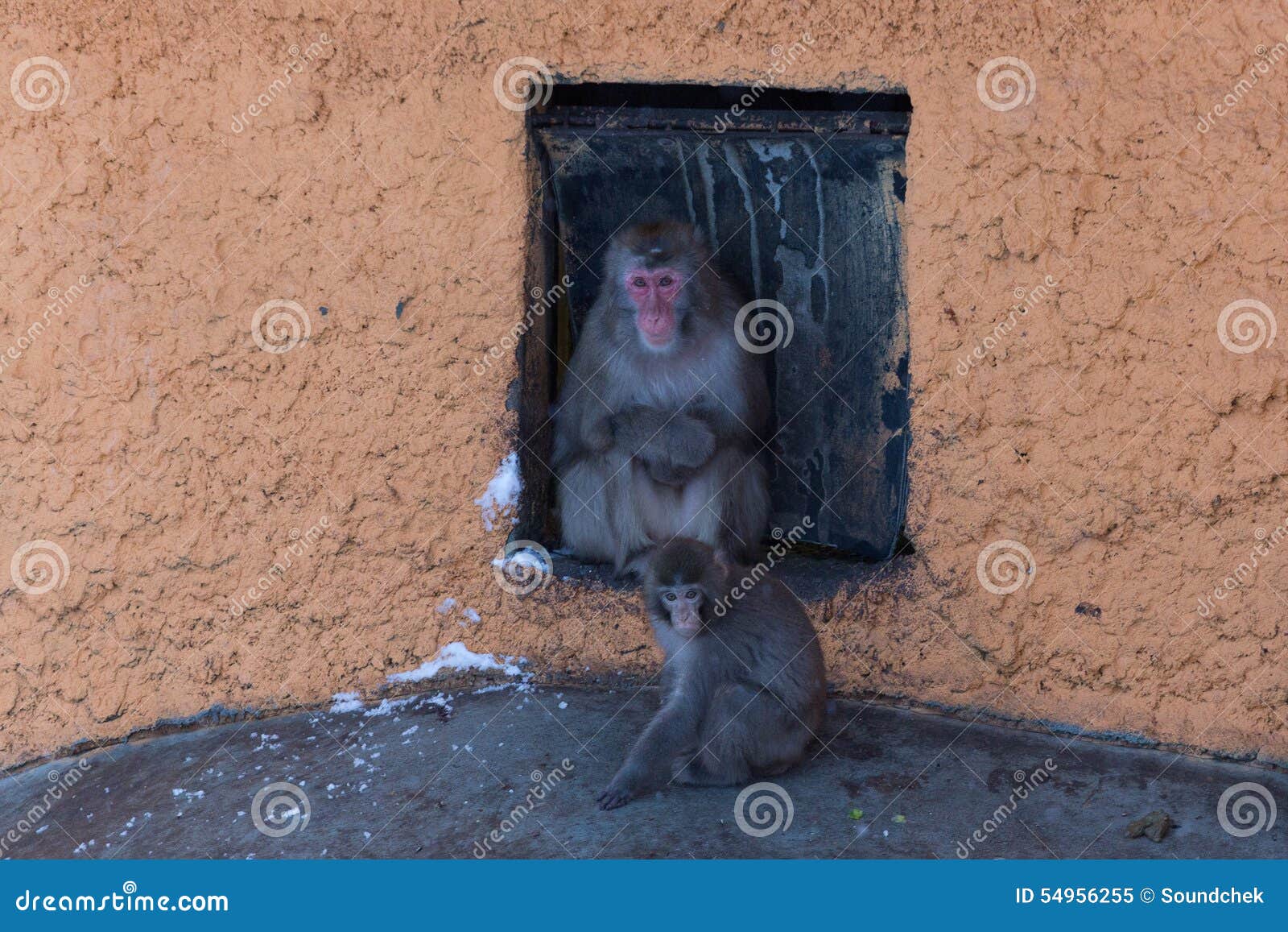 Winter snow monkey stock image. Image of primate, monkey - 54956255