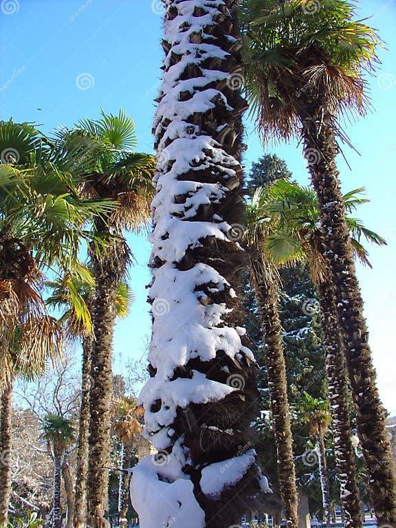 Winter, snow on palm tree stock photo. Image of fall - 48518424