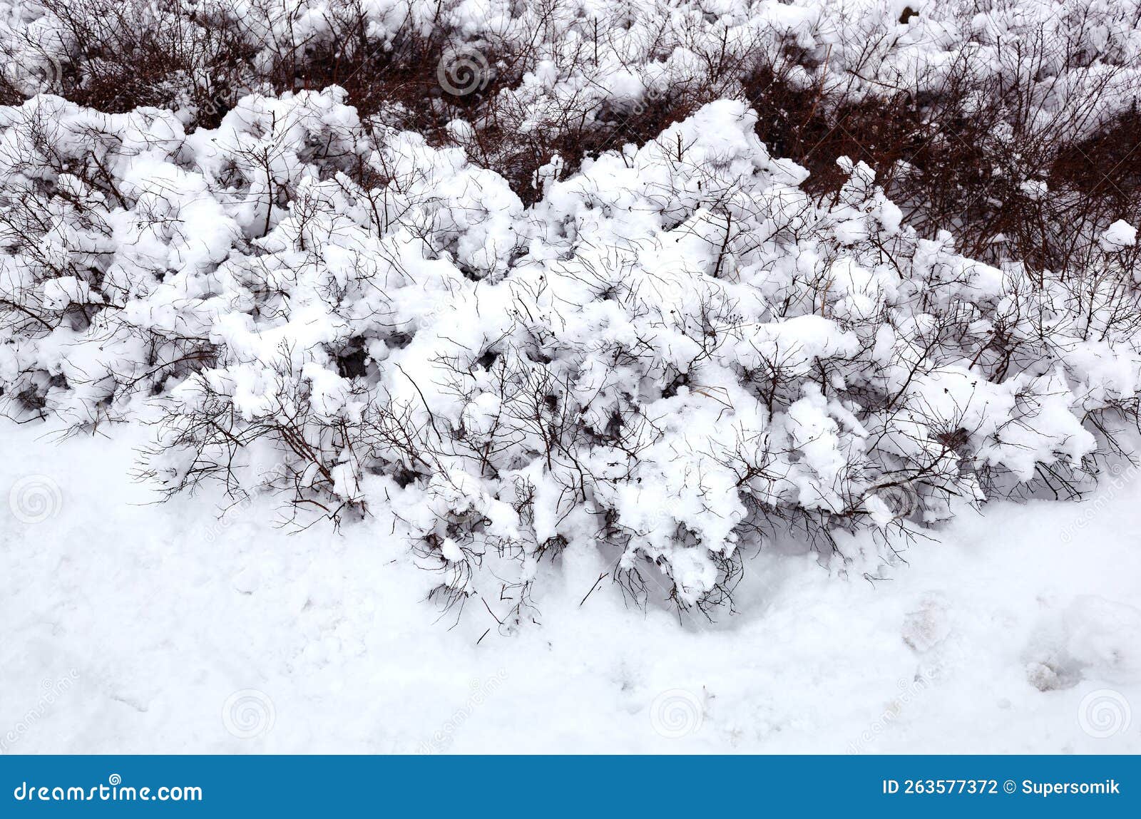 Winter Snow in Park. Bush Covered with Snow Stock Photo - Image of ...