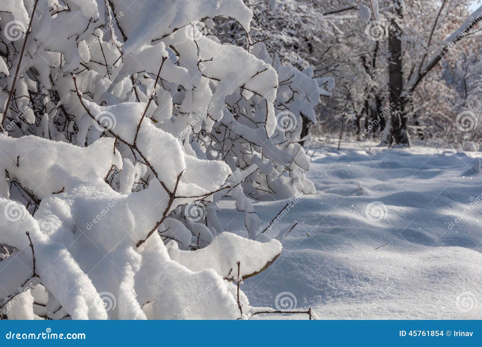 Winter snow park trees stock photo. Image of bushes, park - 45761854