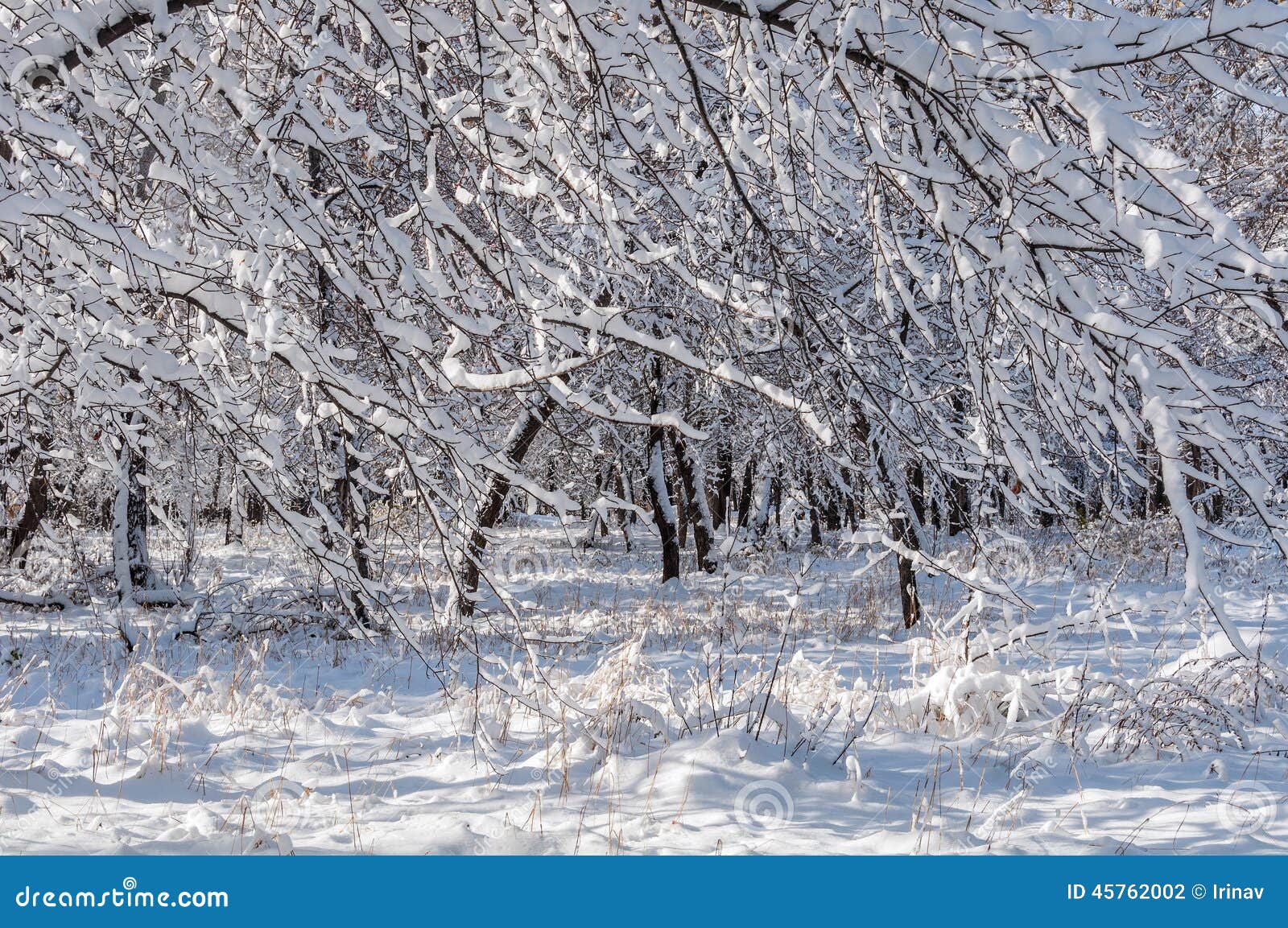 Winter snow park trees stock photo. Image of trunks, trees - 45762002