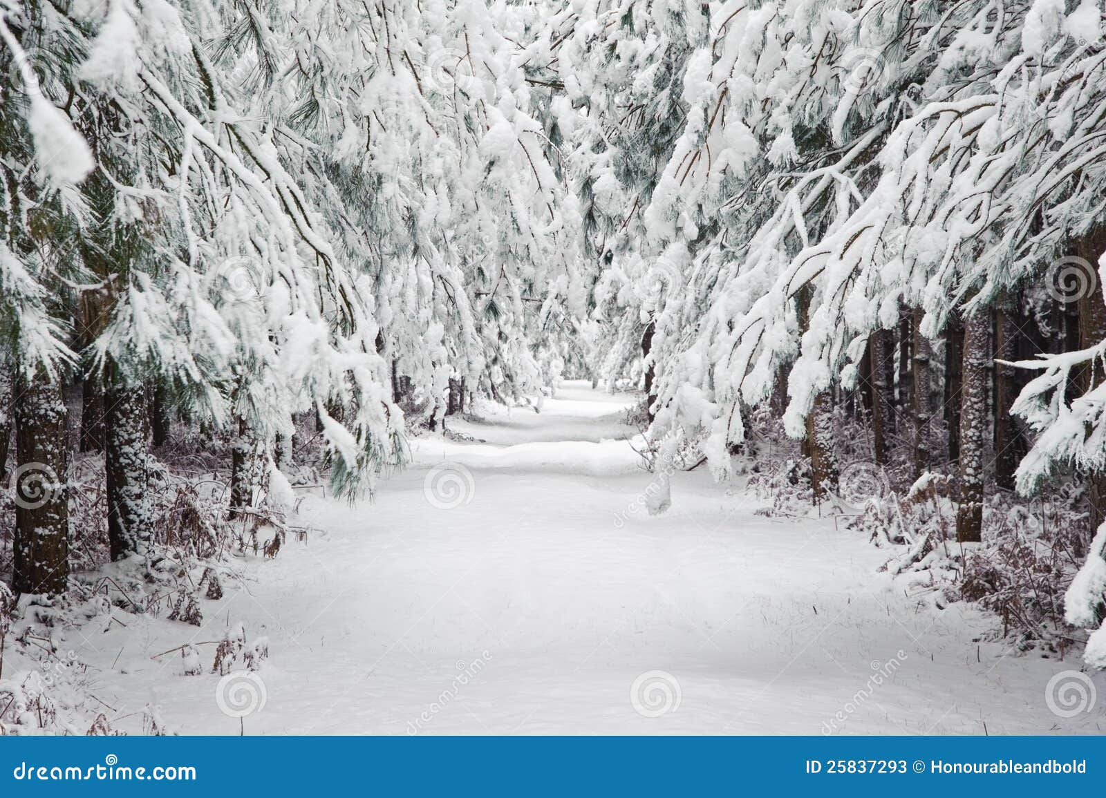 Winter Snow Path through Forest Stock Image - Image of season, flora ...