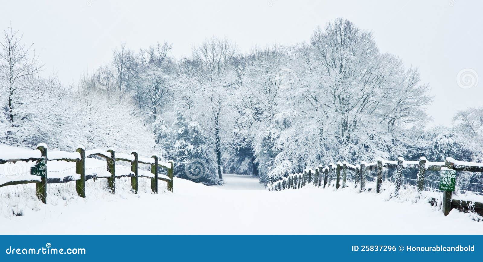 Winter Snow Path through Forest Stock Photo - Image of snow, rural ...