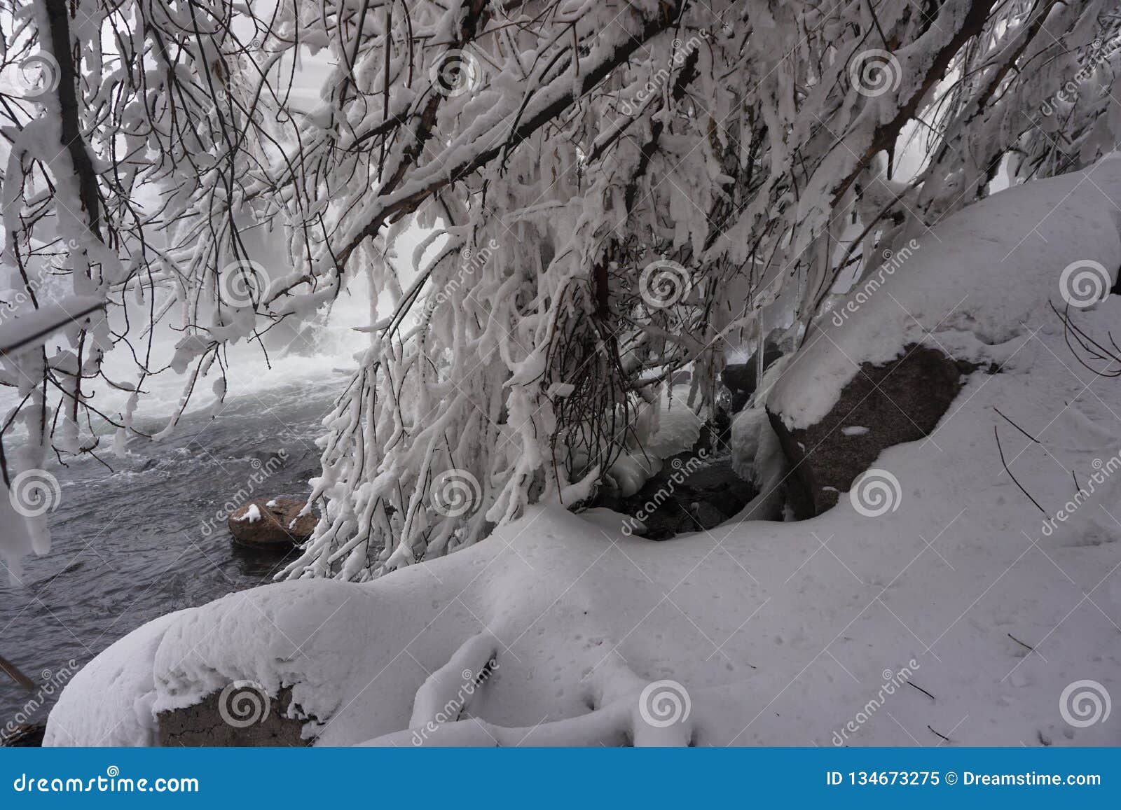 Winter, snow, river, trees stock image. Image of winter - 134673275