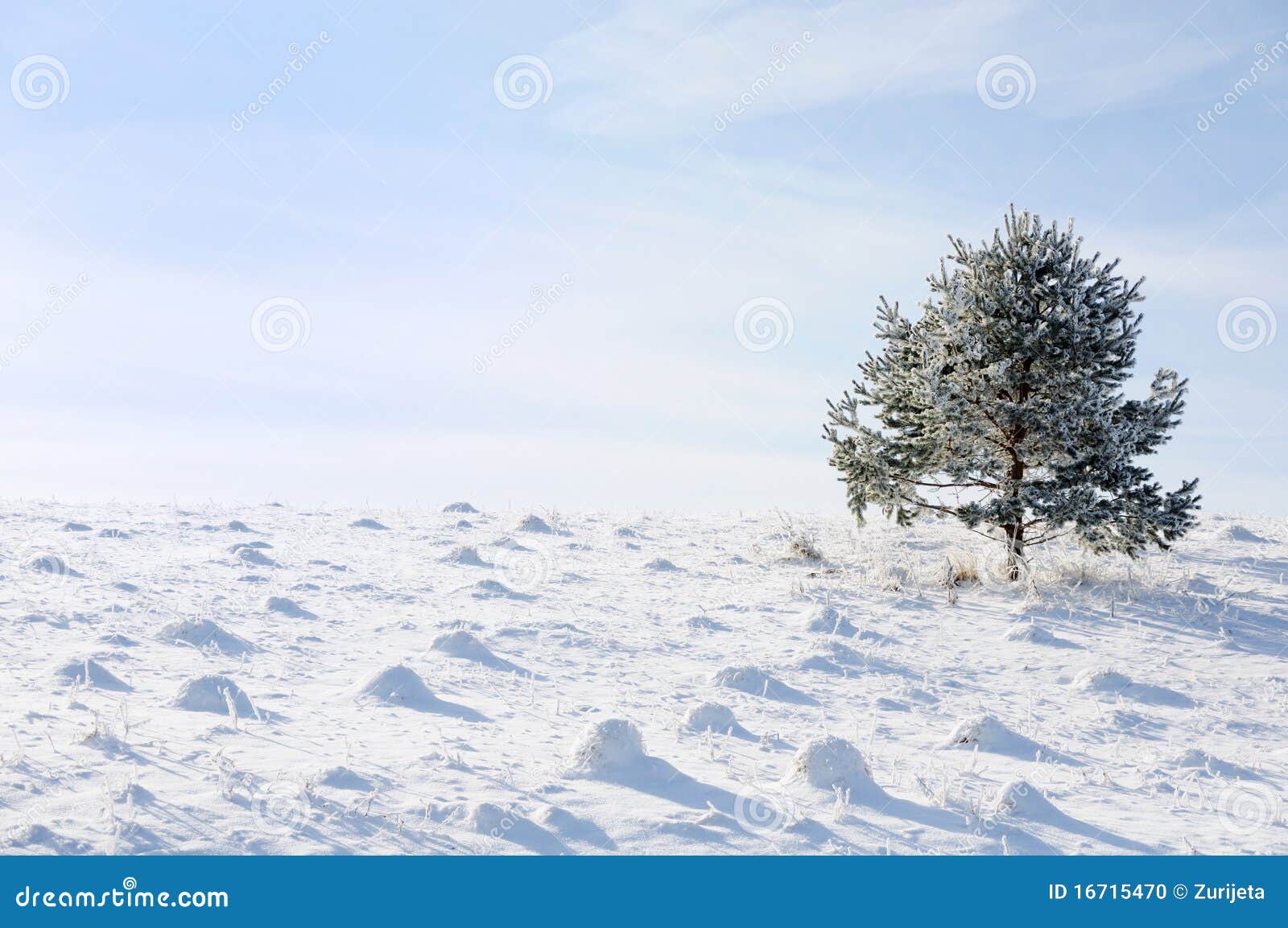 Winter and snow scene stock photo. Image of nature, frosty - 16715470