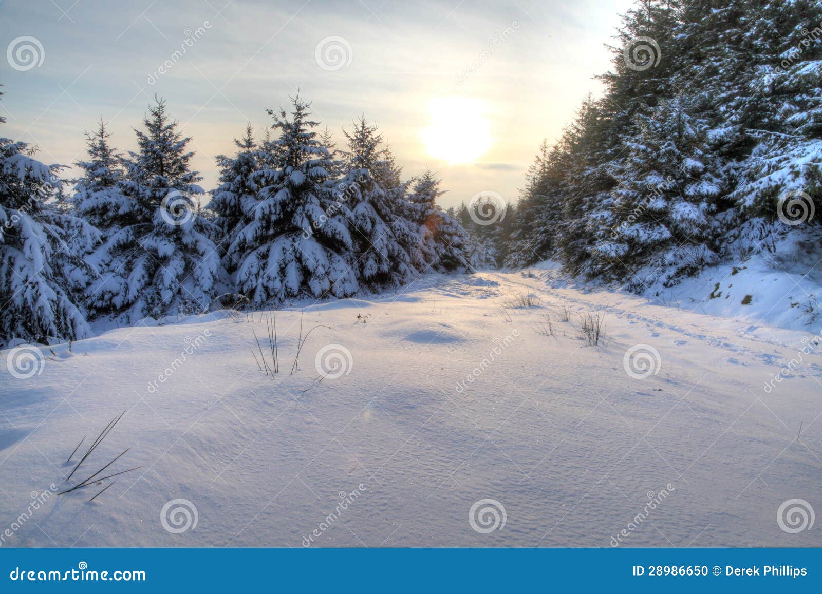 Winter Snow Scene HDR stock photo. Image of winter, forest - 28986650