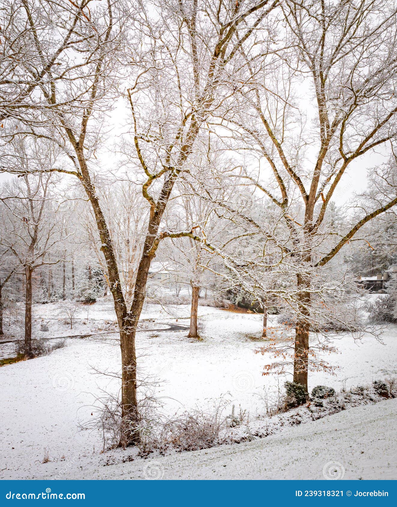 Winter Snow Scene of Trees, Bushes and Beauty Stock Image - Image of ...