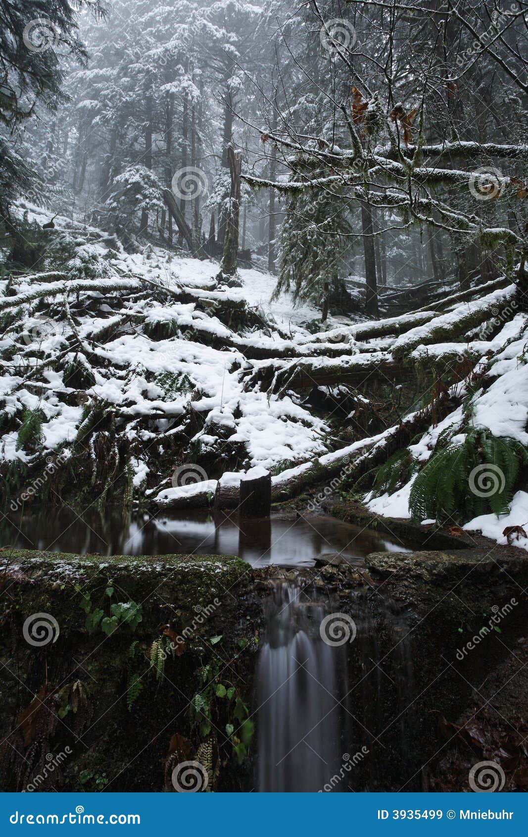 Winter Snow Scenic Valley in the Misty Forest Stock Image - Image of ...
