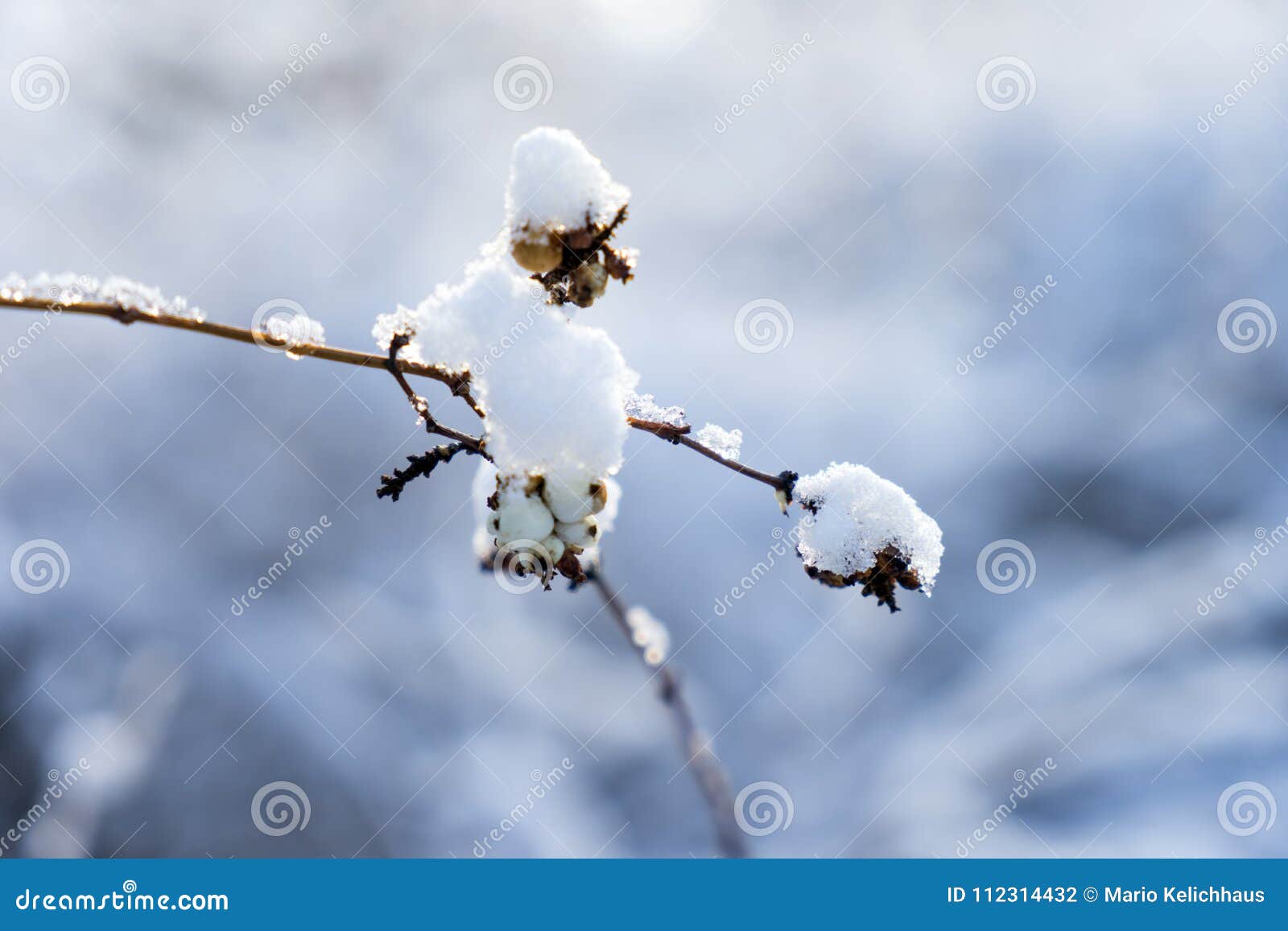 Winter stock photo. Image of nature, plant, snowfall - 112314432