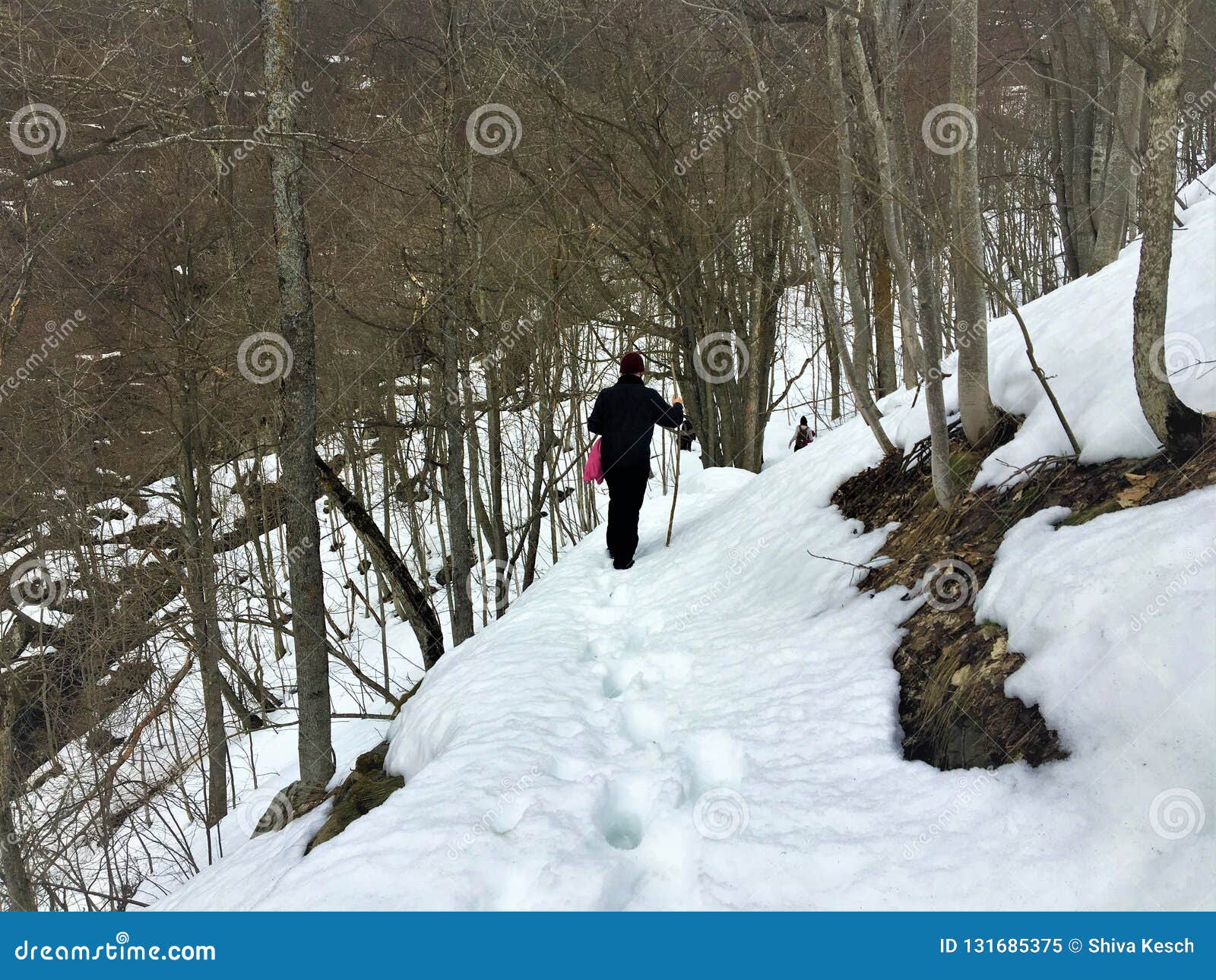 Winter and Snow, Step by Step Stock Image - Image of trees, environment ...
